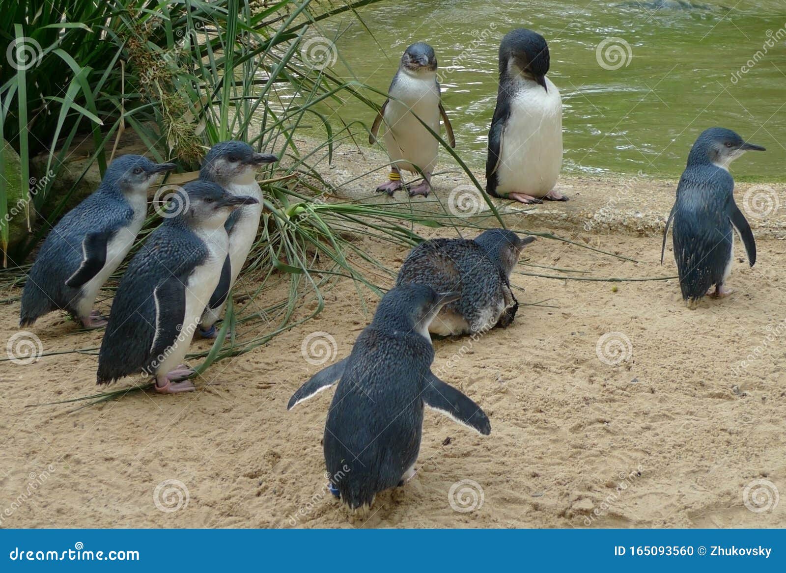 Cute Australian Little Penguins Stock Photo - Image of nobbies ...