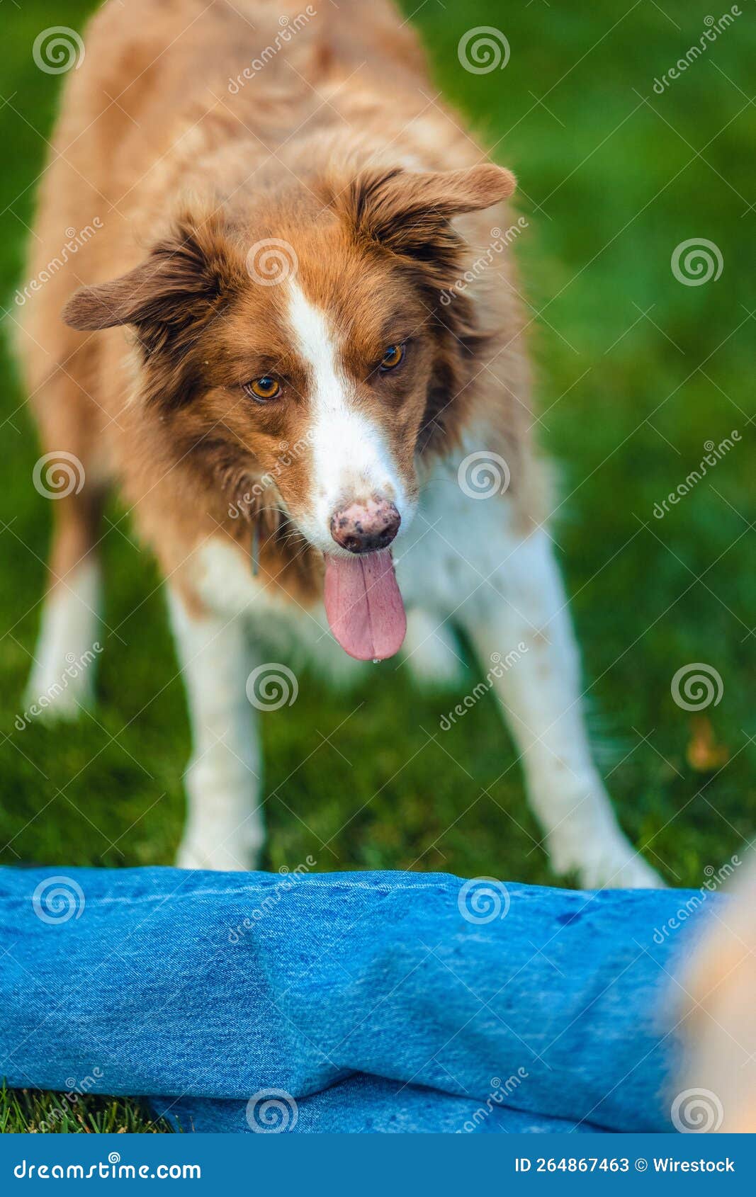 Cute Australian Shepherd Dog Playing in a Yard Stock Image - Image of ...