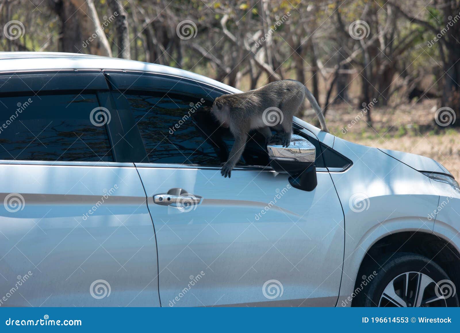 Cute Baboon Sitting on the Side Mirror of a Car Stock Image - Image of ...