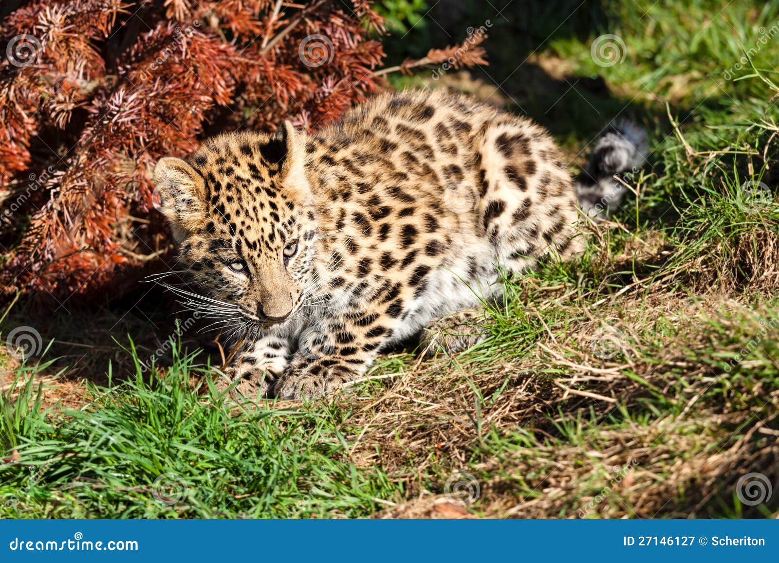 Cute Baby Amur Leopard Cub Crouching by Bush Stock Image - Image of ...
