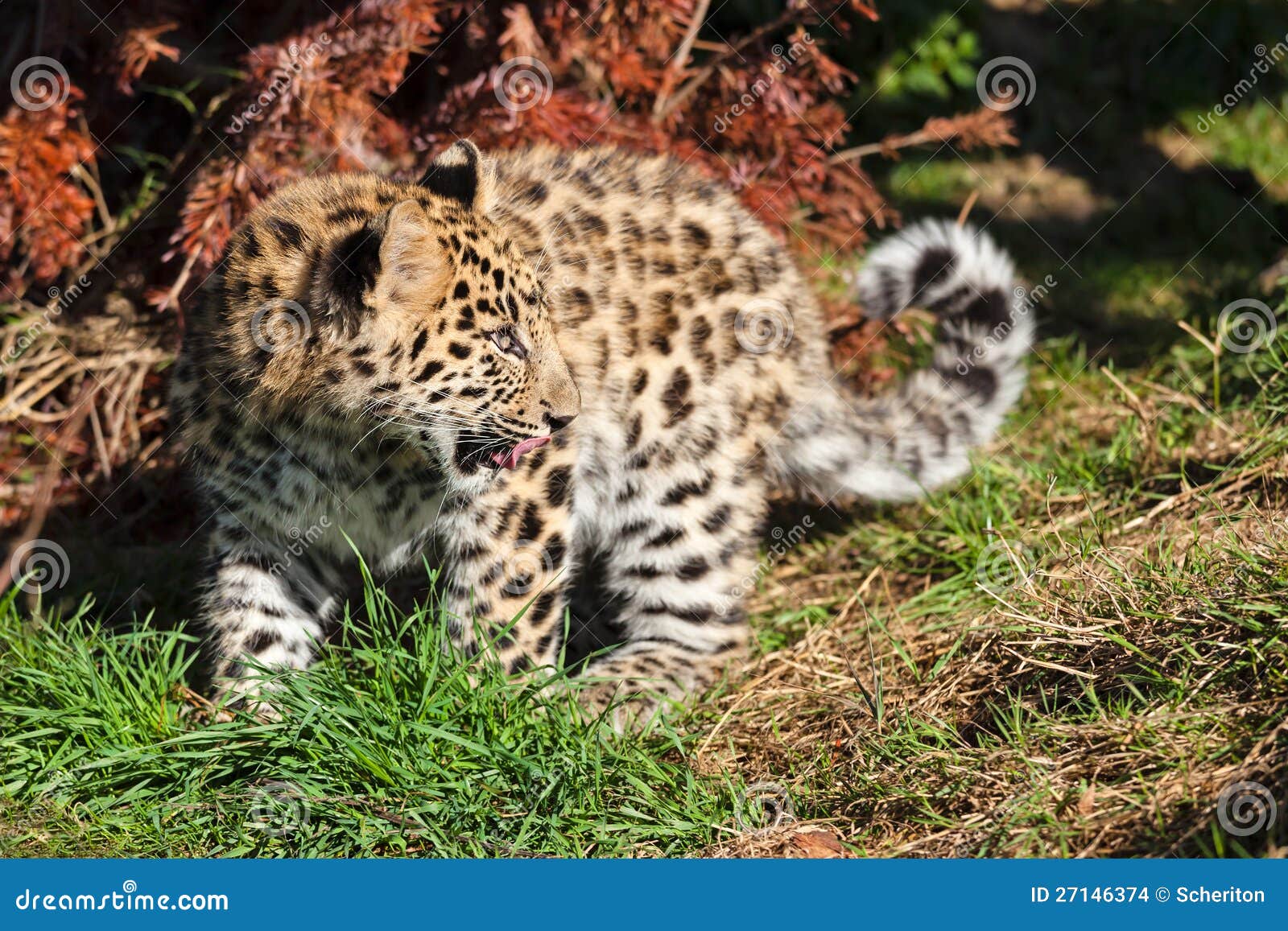Cute Baby Amur Leopard Cub Looking Over Shoulde Stock Photo - Image of ...