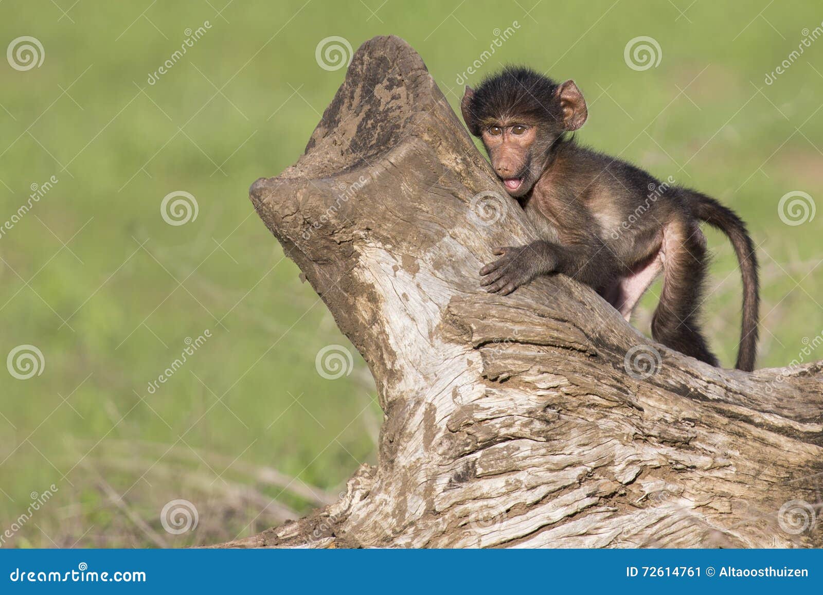 Cute Baby Baboon Sits on Tree Stump To Play Stock Image - Image of ...