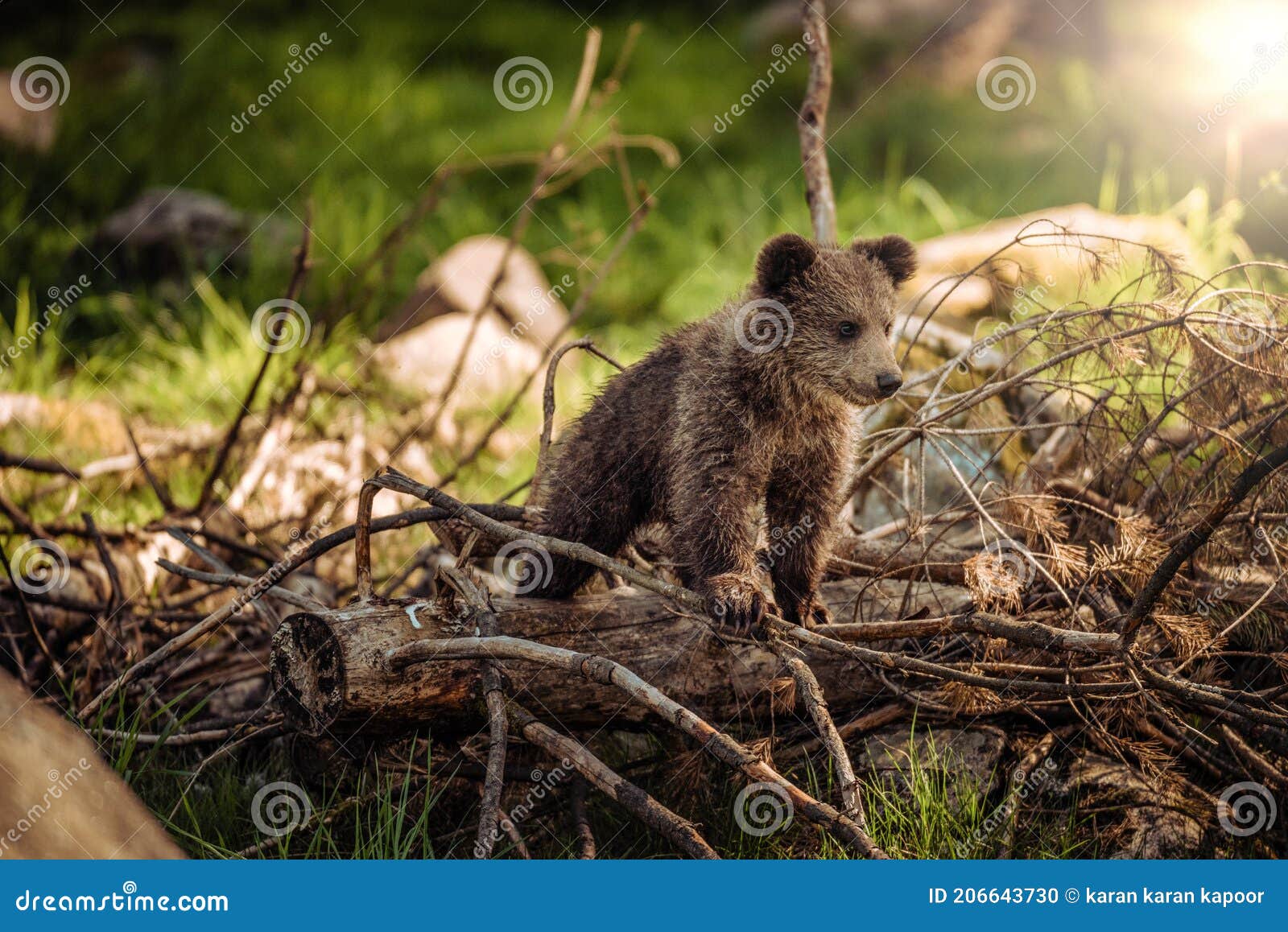 Cute Baby Bear Standing on Tree Stock Photo - Image of sleepy, panda ...