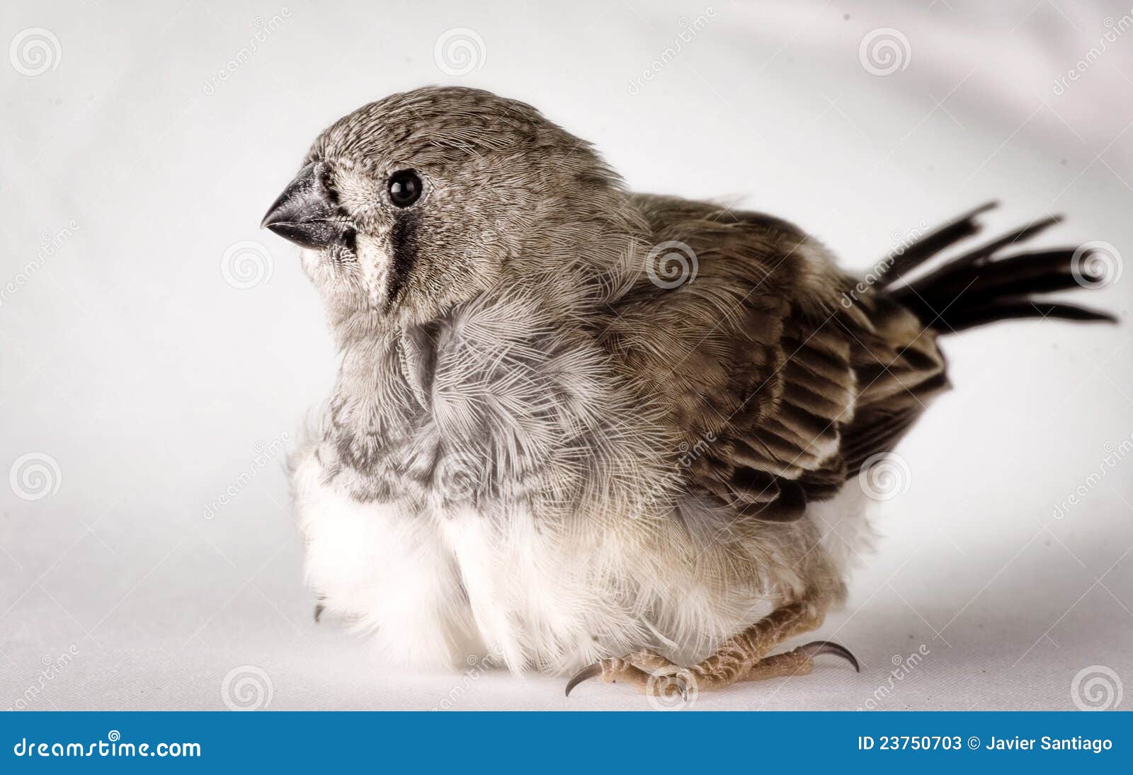 Cute baby bird stock image. Image of feathers, closeup - 23750703