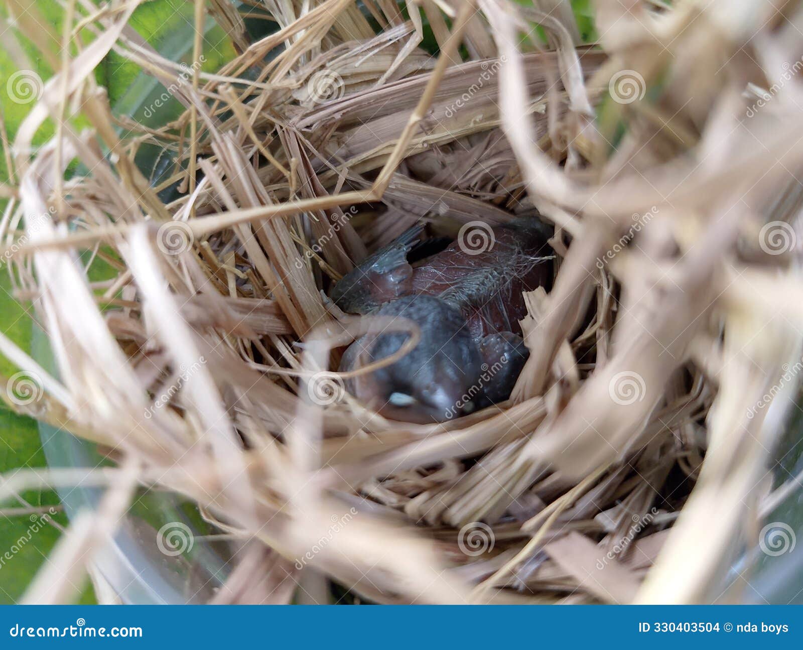 Cute Baby Bird in the Nest Alone Stock Photo - Image of cute, nest ...