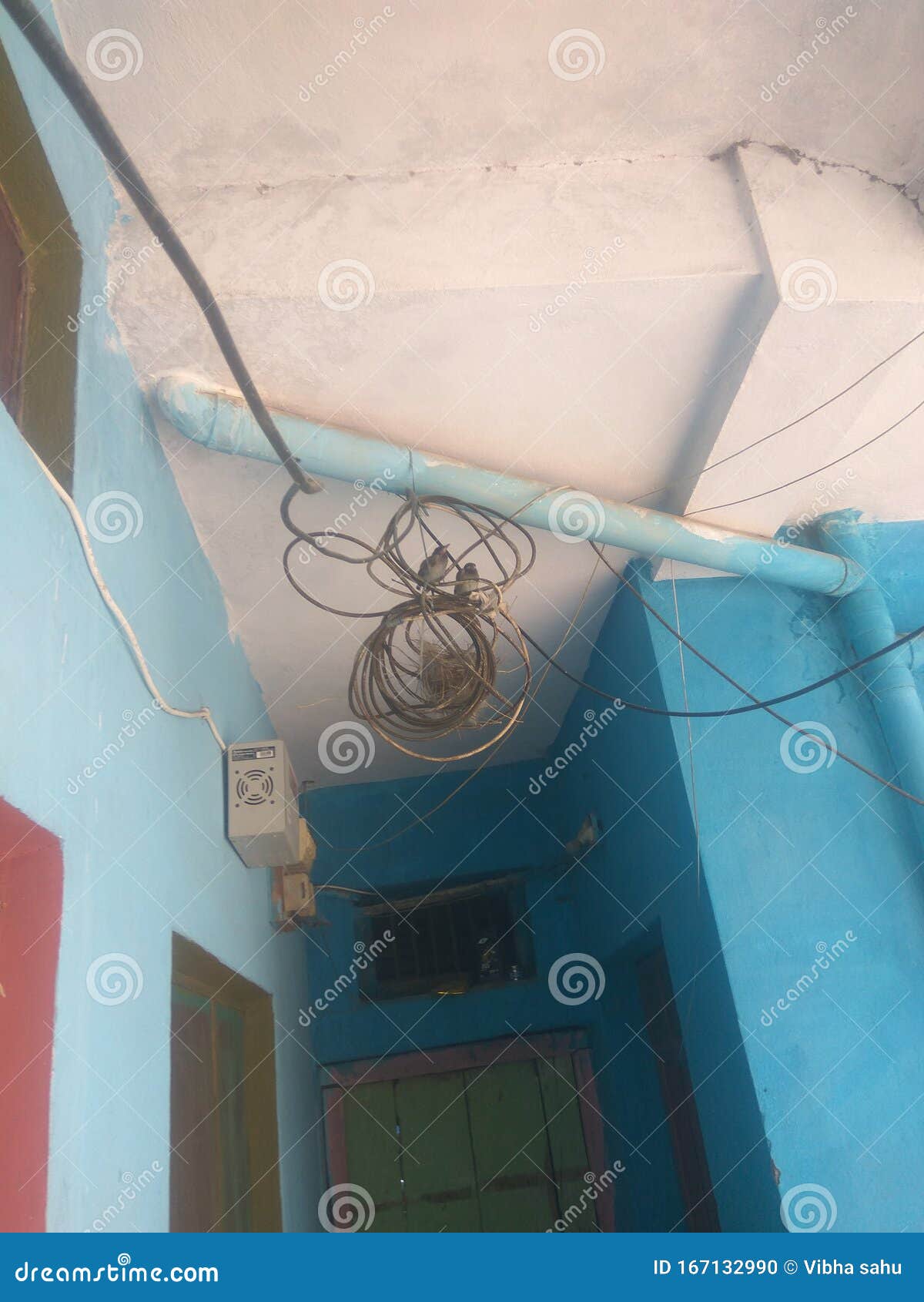 Cute Baby birds in nest stock photo. Image of birds - 167132990