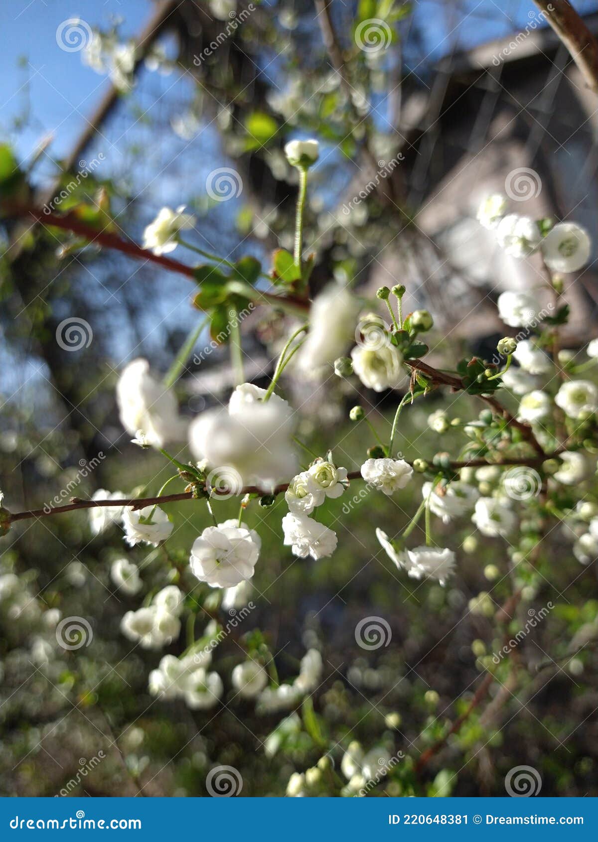 Cute baby blossom flower stock image. Image of shrub - 220648381