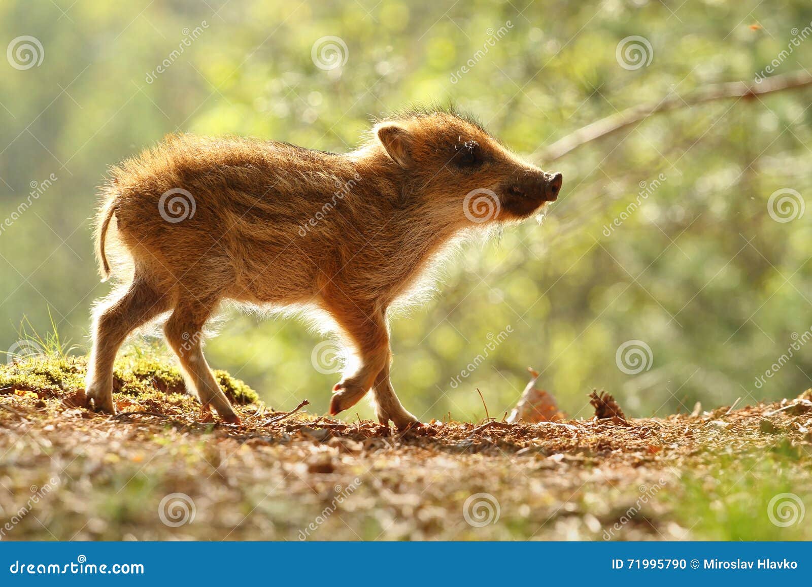 Cute baby boar stock photo. Image of wildlife, offspring - 71995790