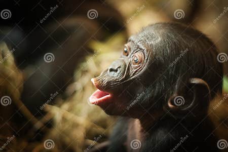 Cute baby Bonobo monkey stock photo. Image of playful - 14658206