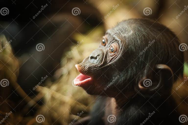Cute baby Bonobo monkey stock photo. Image of playful - 14658206