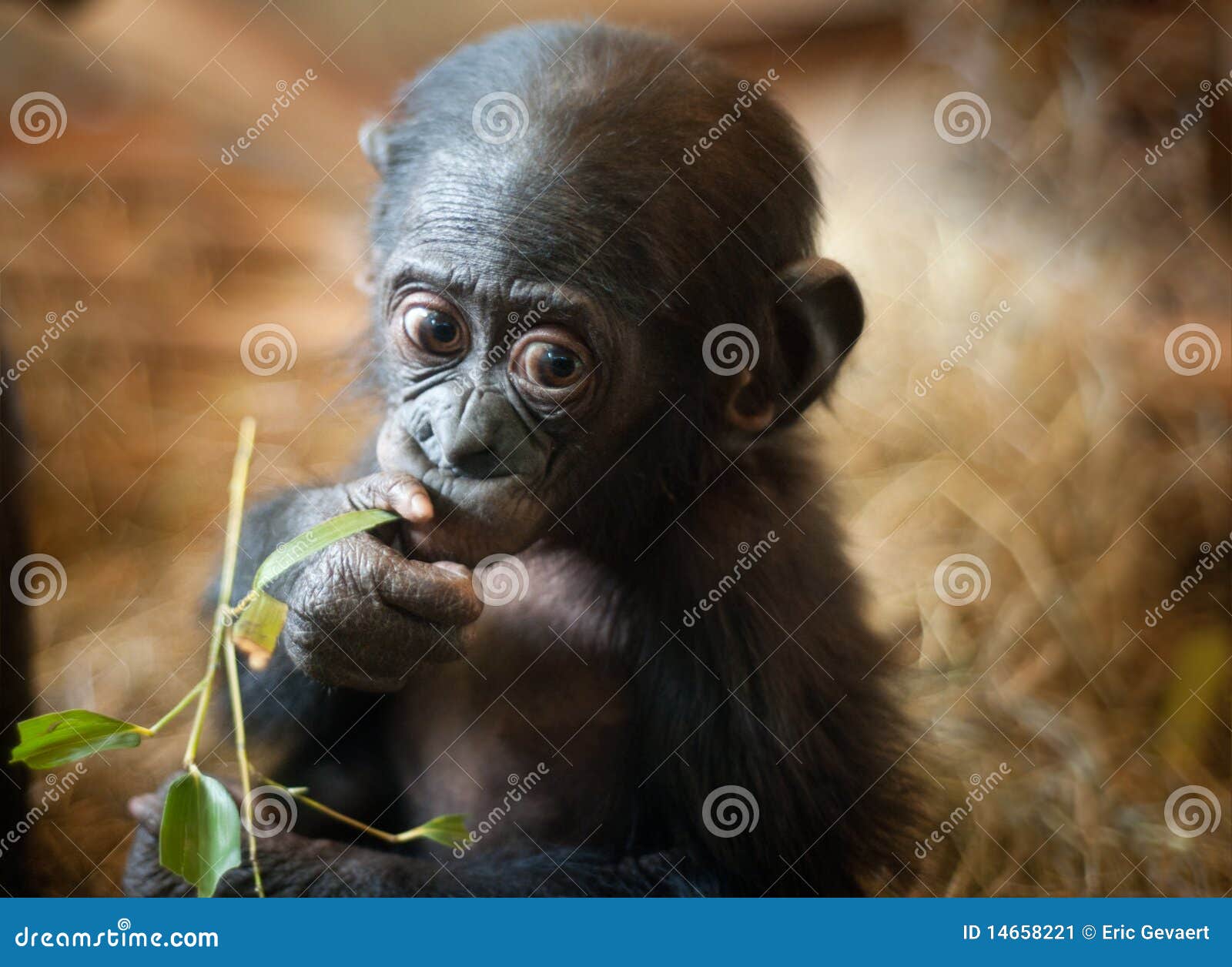Cute baby Bonobo monkey stock image. Image of alone, playful - 14658221