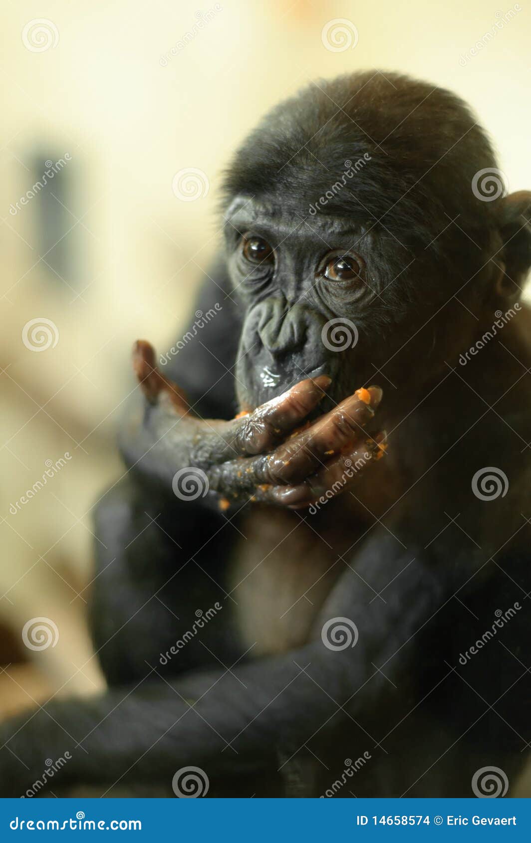 Cute baby Bonobo monkey stock photo. Image of small, rare - 14658574