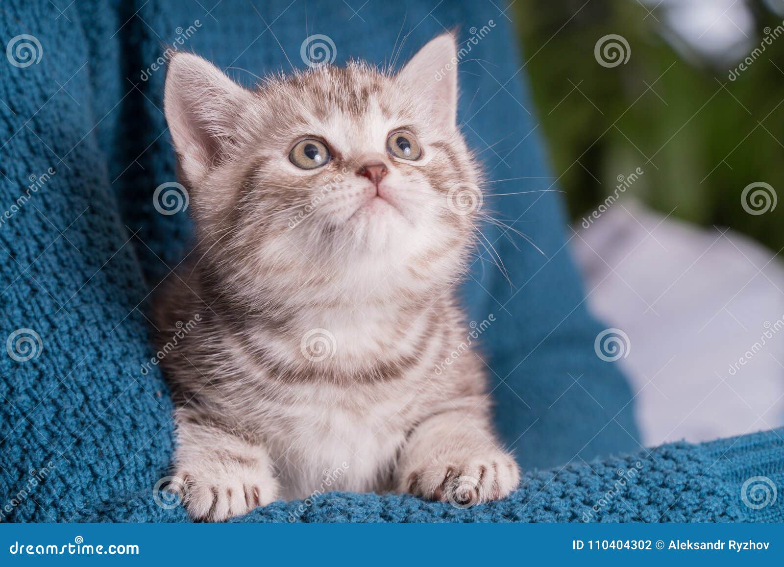 Cute Baby British Kitten with Stubby Tail in the Hands Stock Photo ...