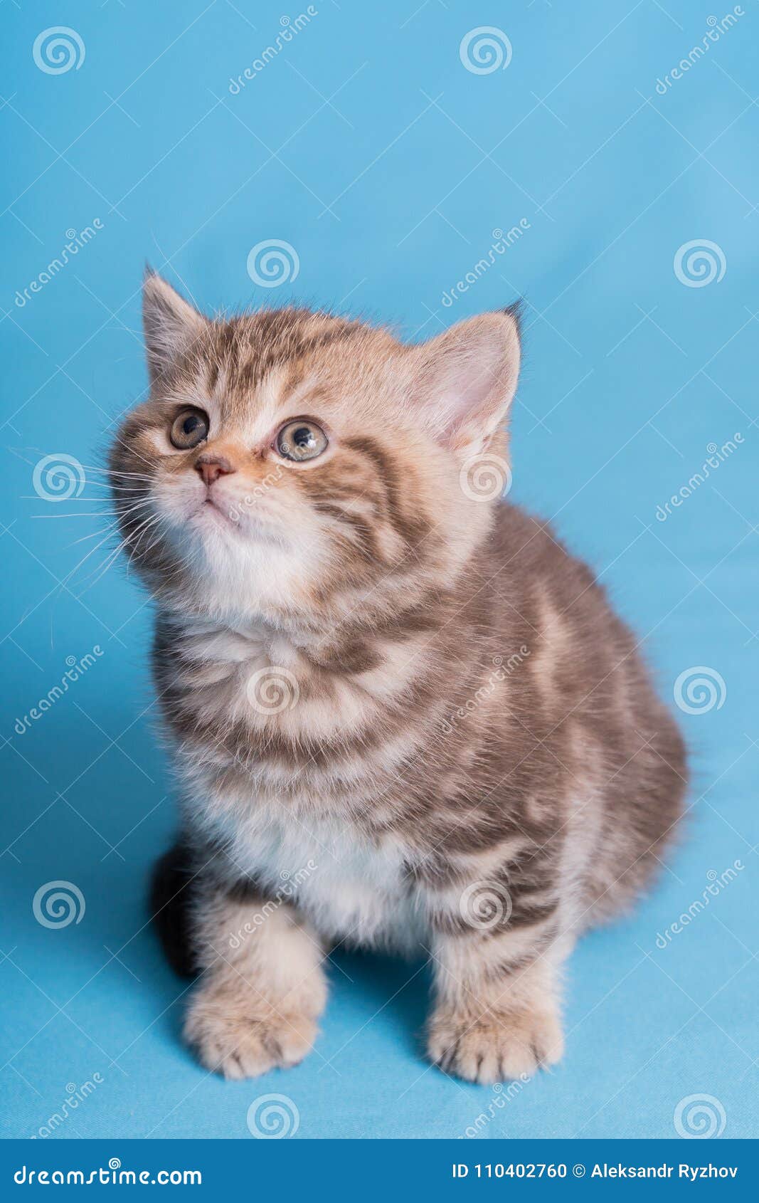 Cute Baby British Kitten with Stubby Tail Jumping and Playing on Blue ...
