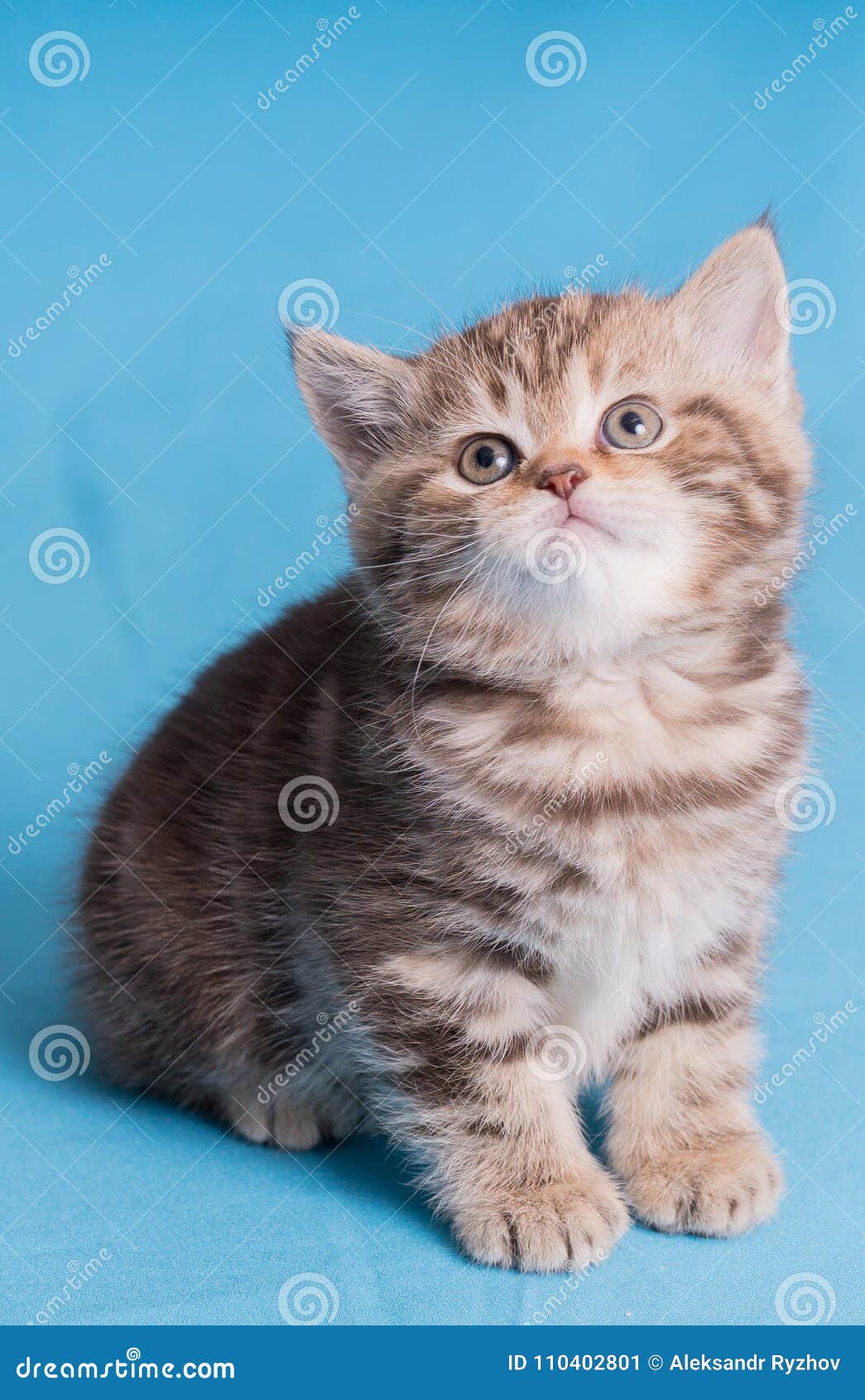 Cute Baby British Kitten with Stubby Tail Jumping and Playing on Blue ...