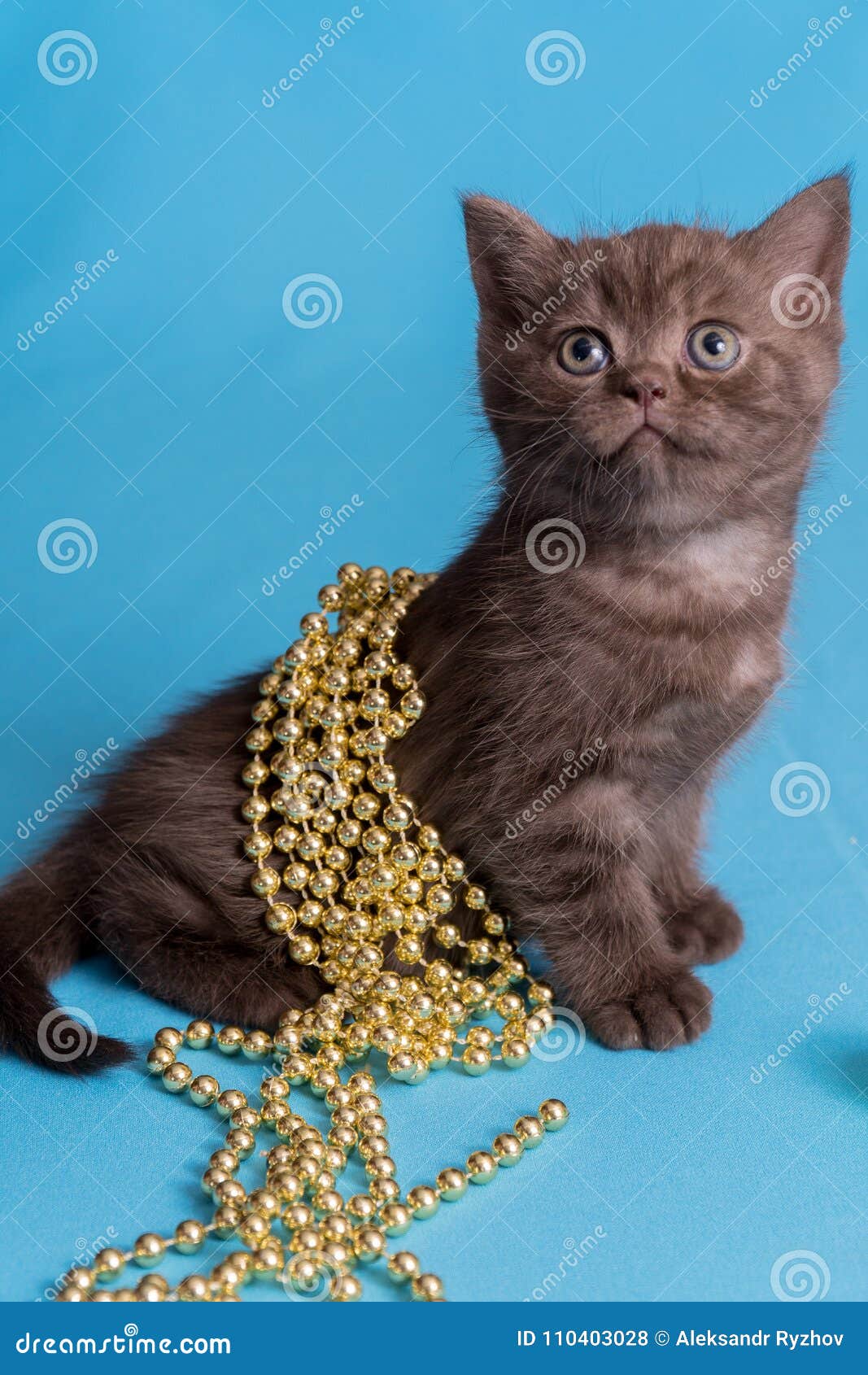 Cute Baby British Kitten with Stubby Tail Jumping and Playing on Blue ...