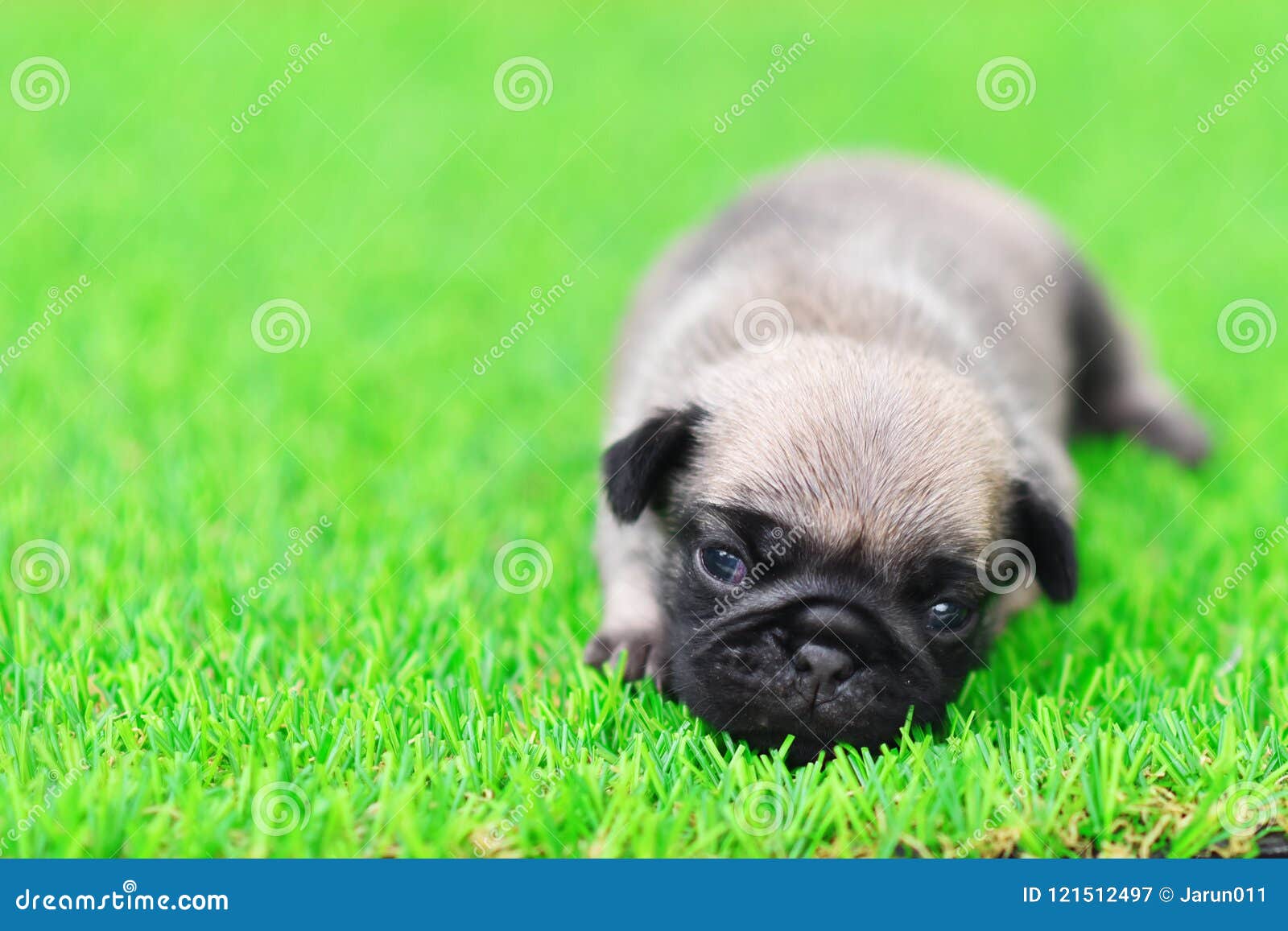 Cute Baby Brown Pug on Grass Stock Image - Image of purebred, beautiful ...