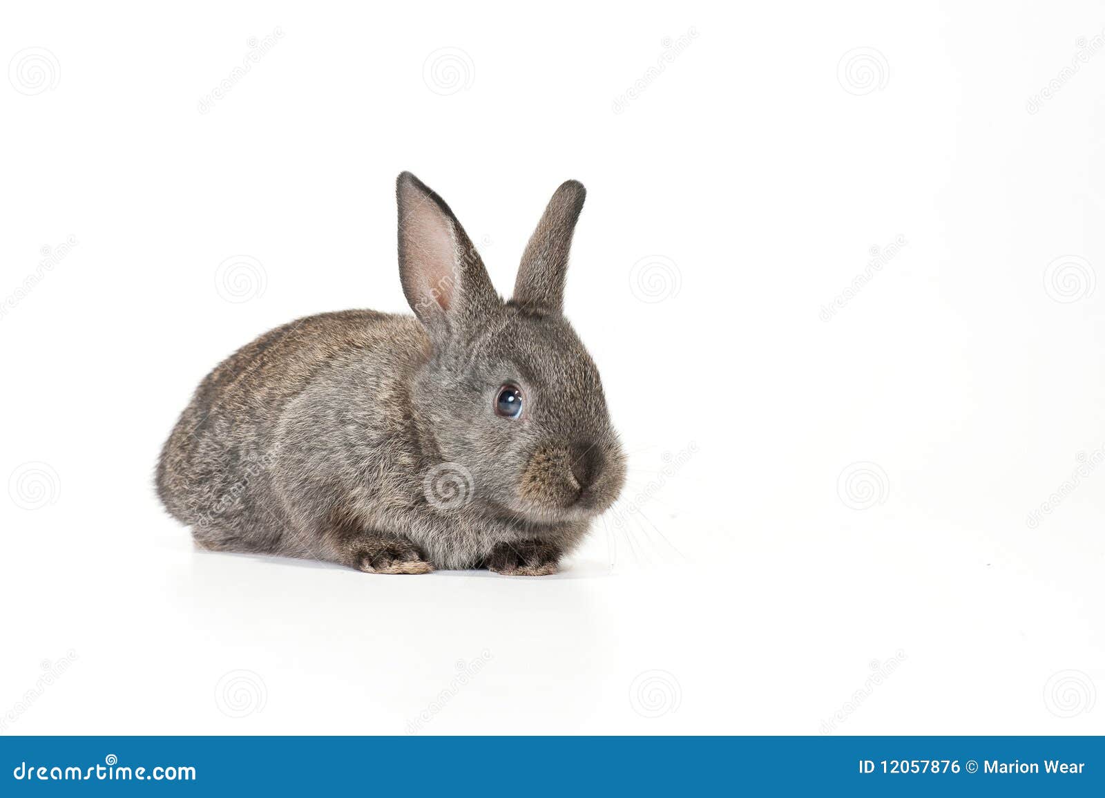 Cute Baby Bunny stock photo. Image of cutout, fluffy - 12057876