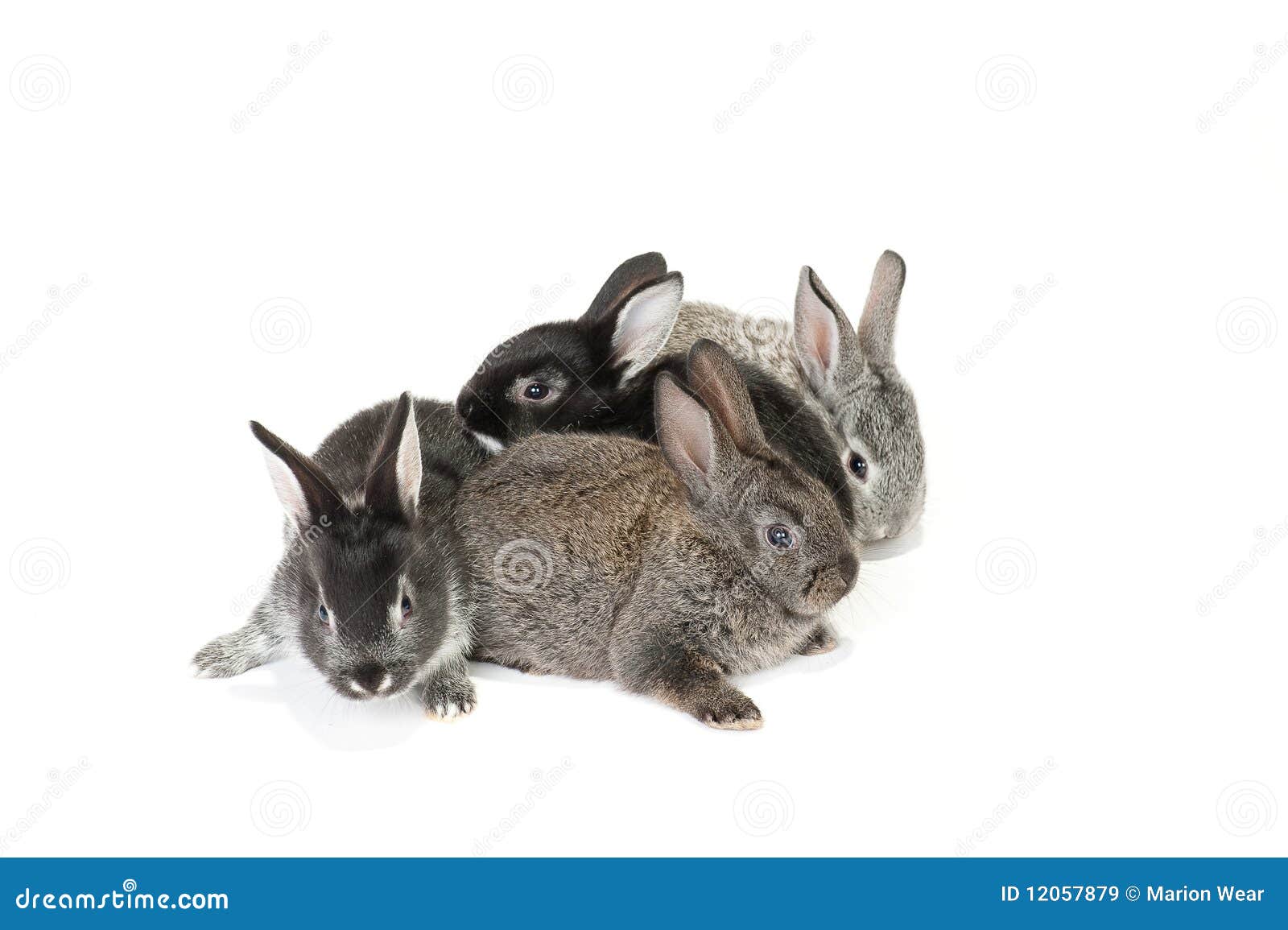 Cute Baby Bunny stock image. Image of child, face, fuzzy - 12057879