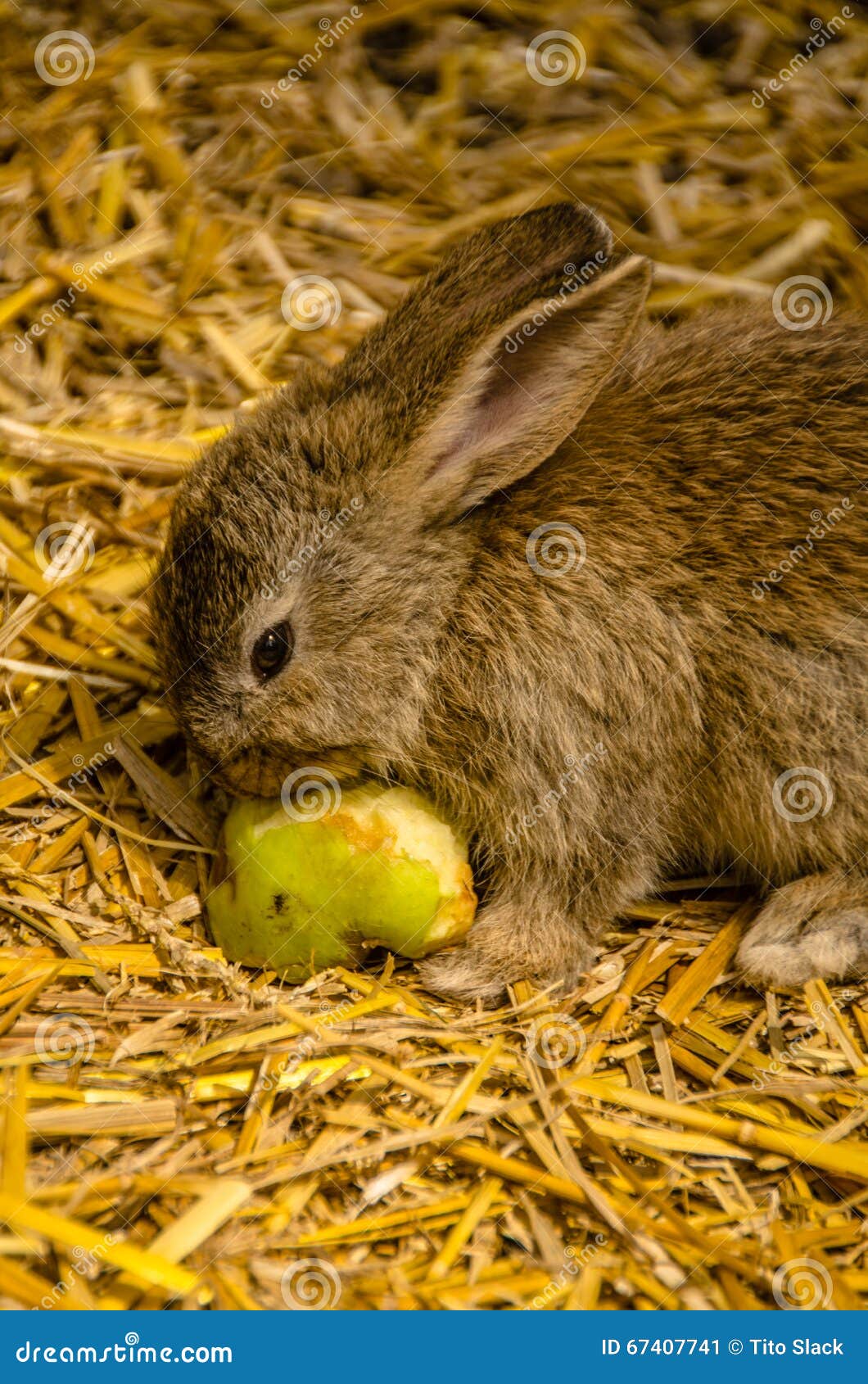 Cute Baby Bunny stock image. Image of wild, brown, small - 67407741