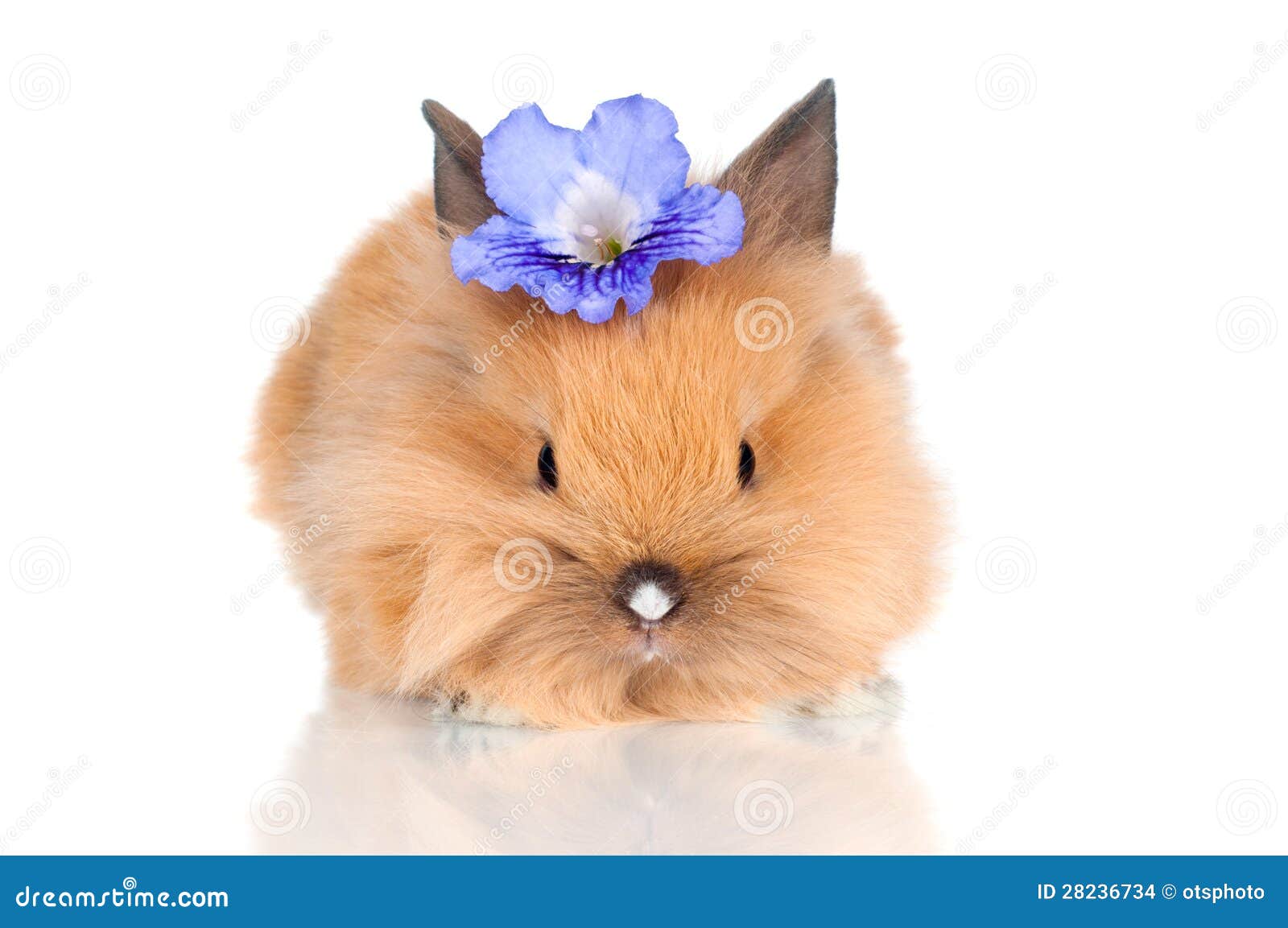 Cute Baby Bunny with a Flower Stock Photo - Image of brown, hare: 28236734
