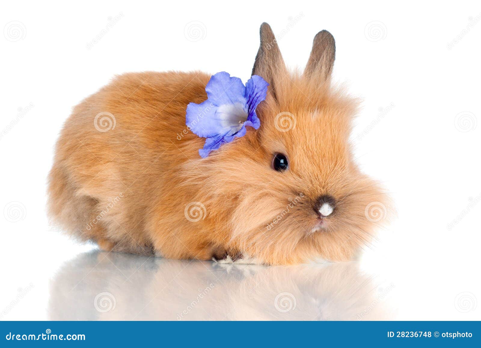 Cute Baby Bunny with a Flower Stock Photo - Image of farm, beautiful ...