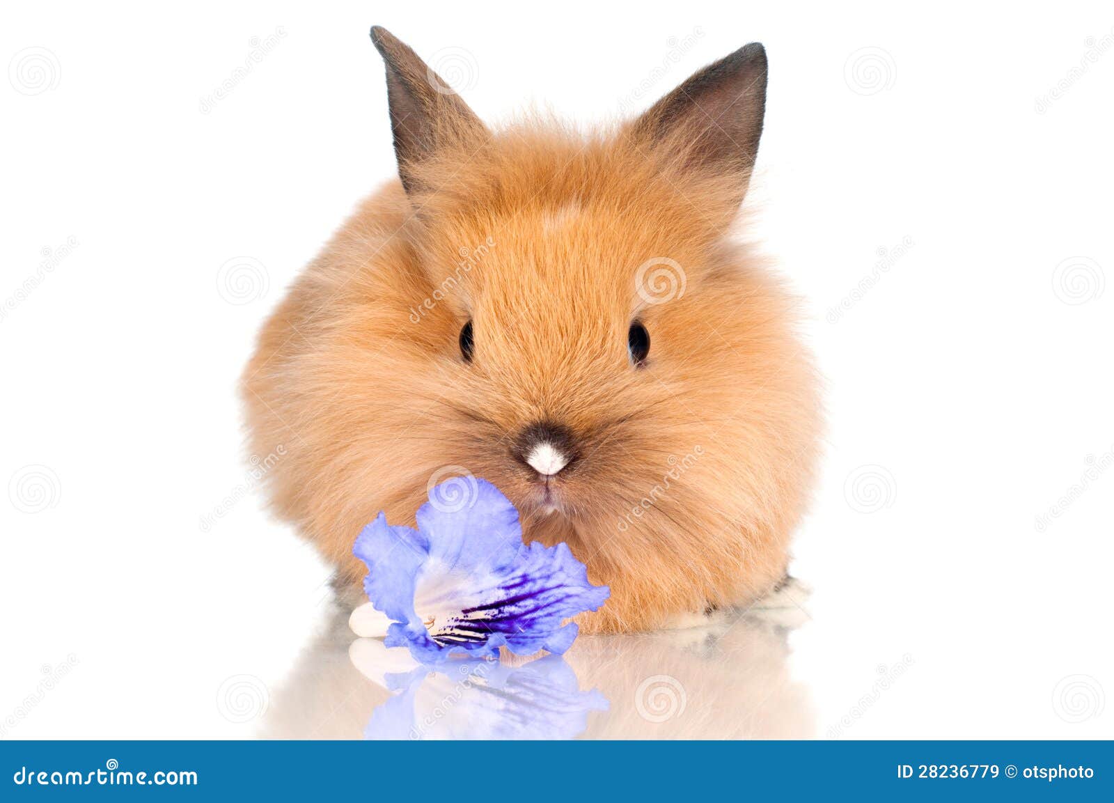 Cute Baby Bunny with a Flower Stock Image - Image of rabbit, nature ...