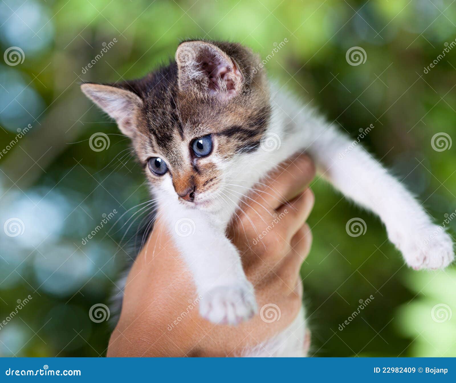 Cute baby cat stock image. Image of young, cute, animal - 22982409
