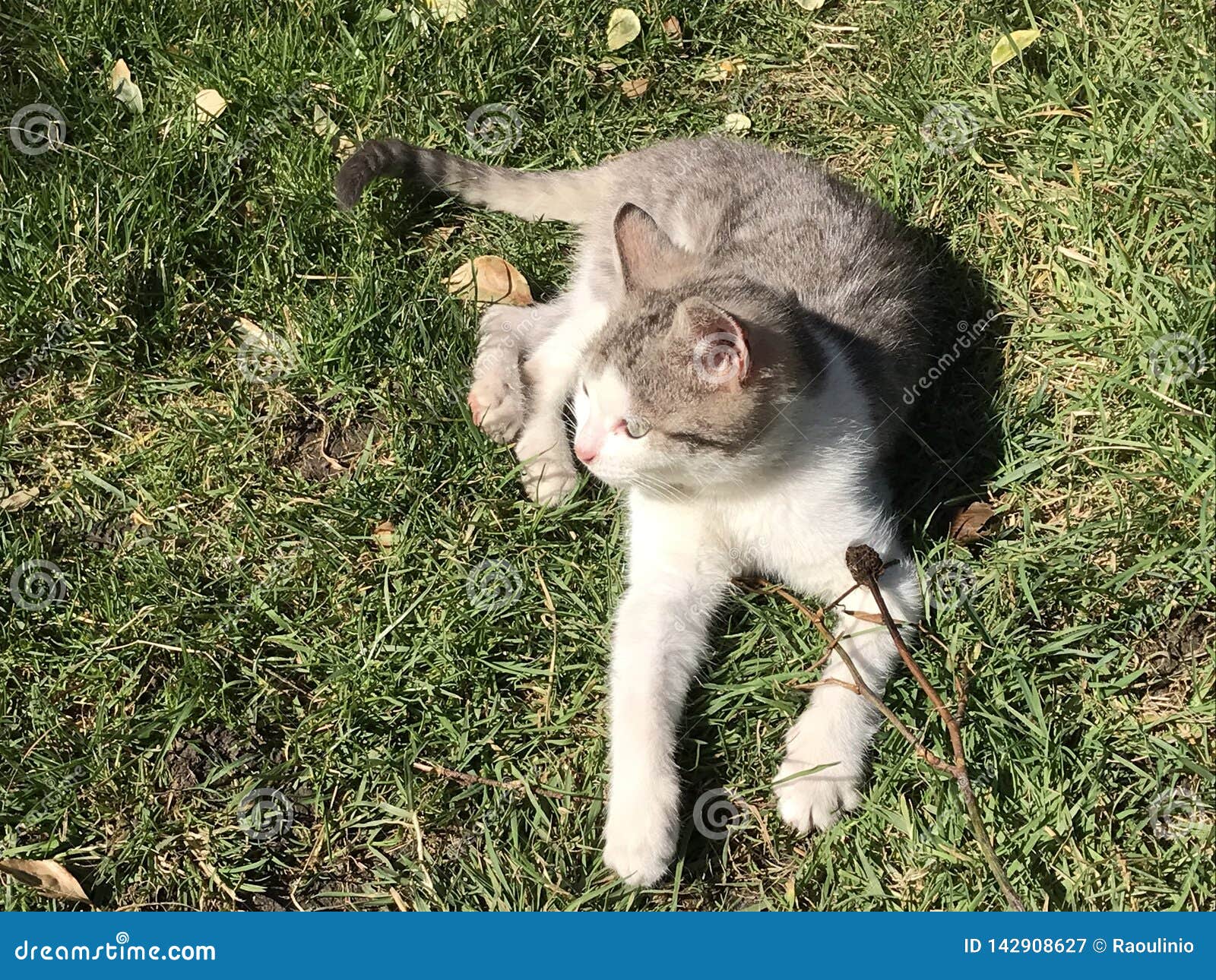 Cute Baby Cat stock image. Image of grass, cute, baby - 142908627