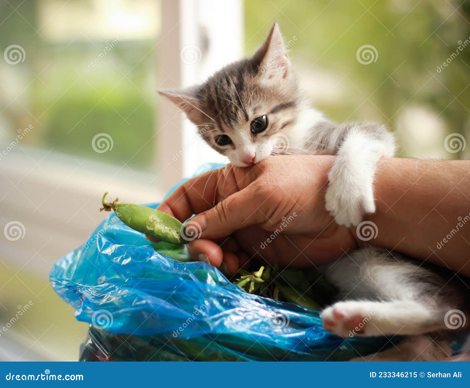 Cute Baby Cat Playing and Biting Hand Stock Image - Image of animal ...