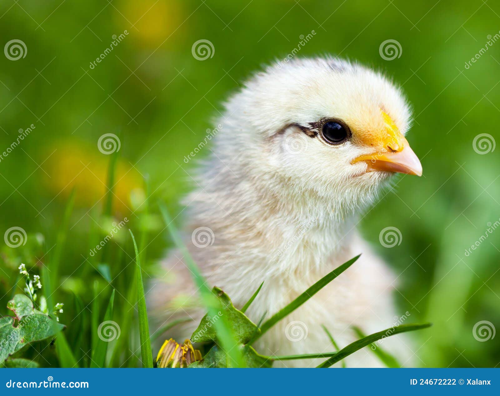 Cute baby chick in grass stock photo. Image of farm, bird - 24672222