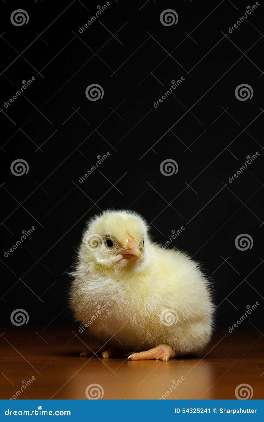 Cute baby chick stock image. Image of nature, chicken - 54325241