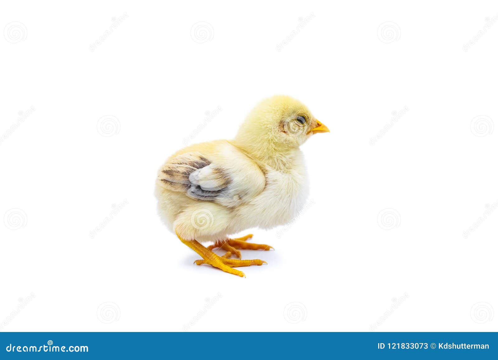 Cute Baby Chick Standing. Isolated On White Background Stock Image ...
