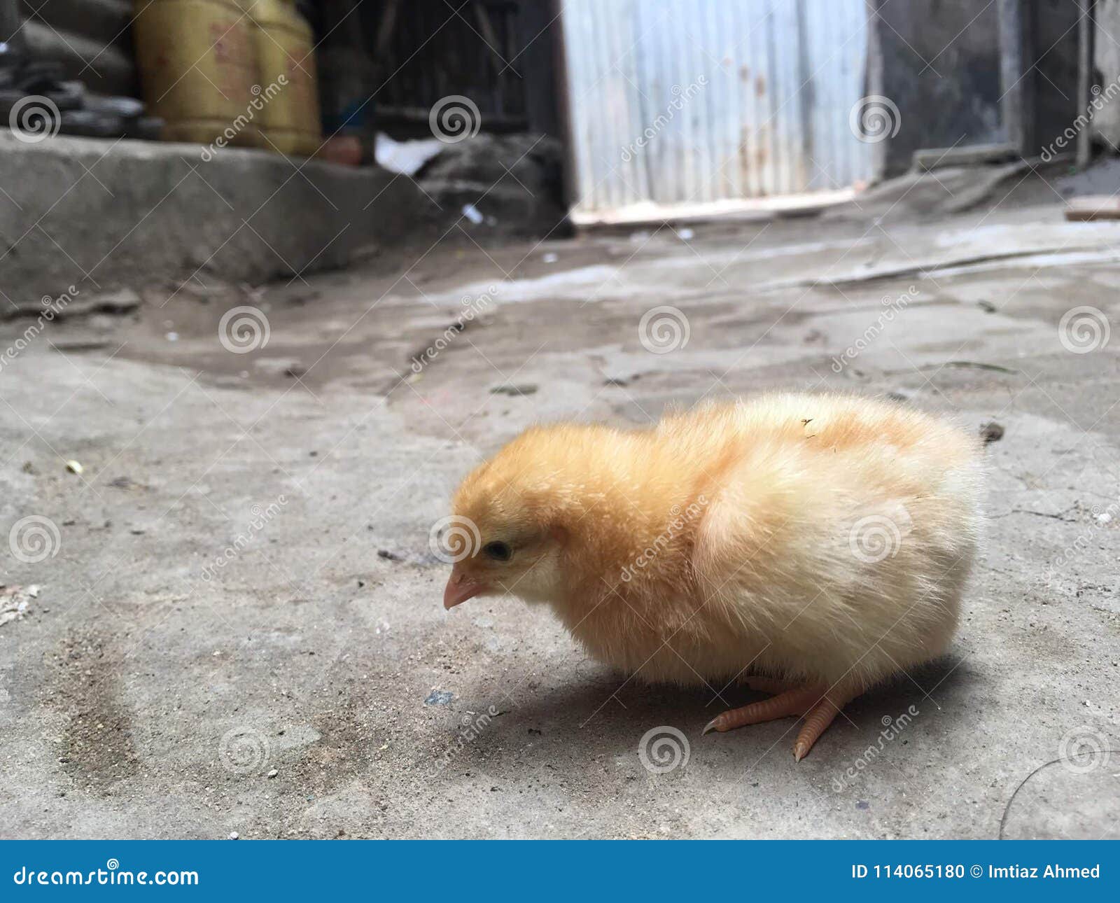 Cute stock photo. Image of baby, cute, chicken, awww - 114065180