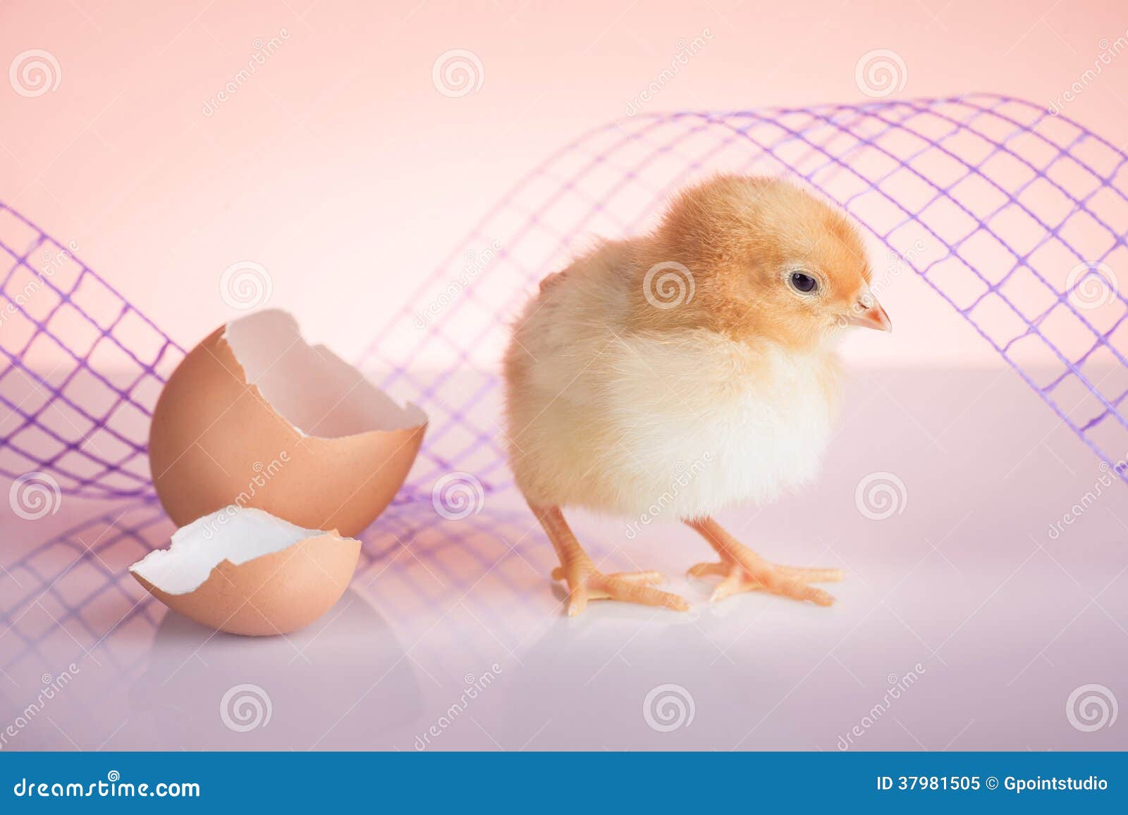Cute baby chicken stock image. Image of beginnings, hatching - 37981505