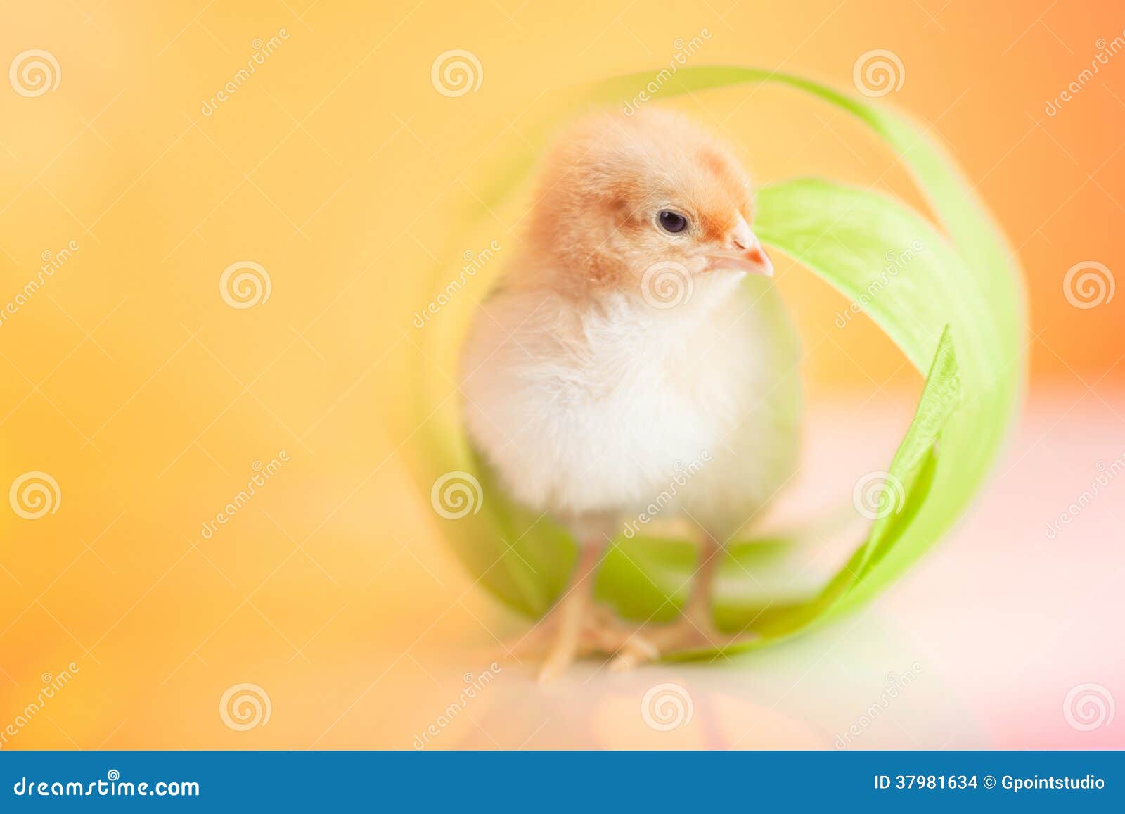 Cute baby chicken stock photo. Image of composition, chicken - 37981634