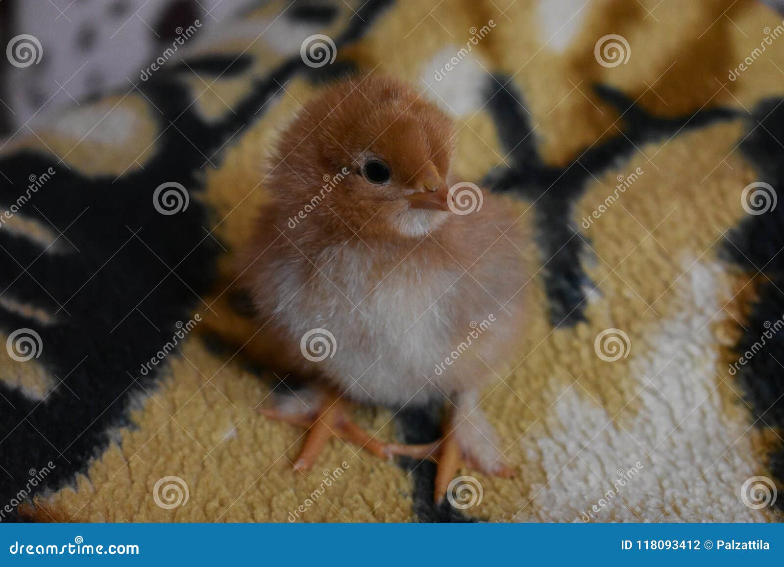 One Day Old Chicken stock photo. Image of chicken, baby - 118093412