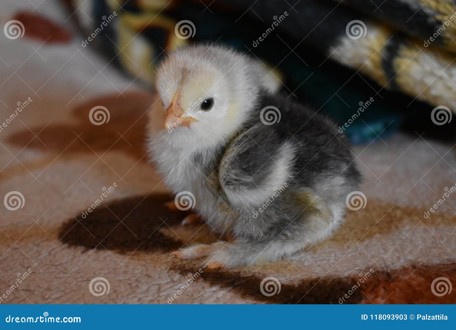 One Day Old Chicken stock image. Image of baby, cute - 118093903