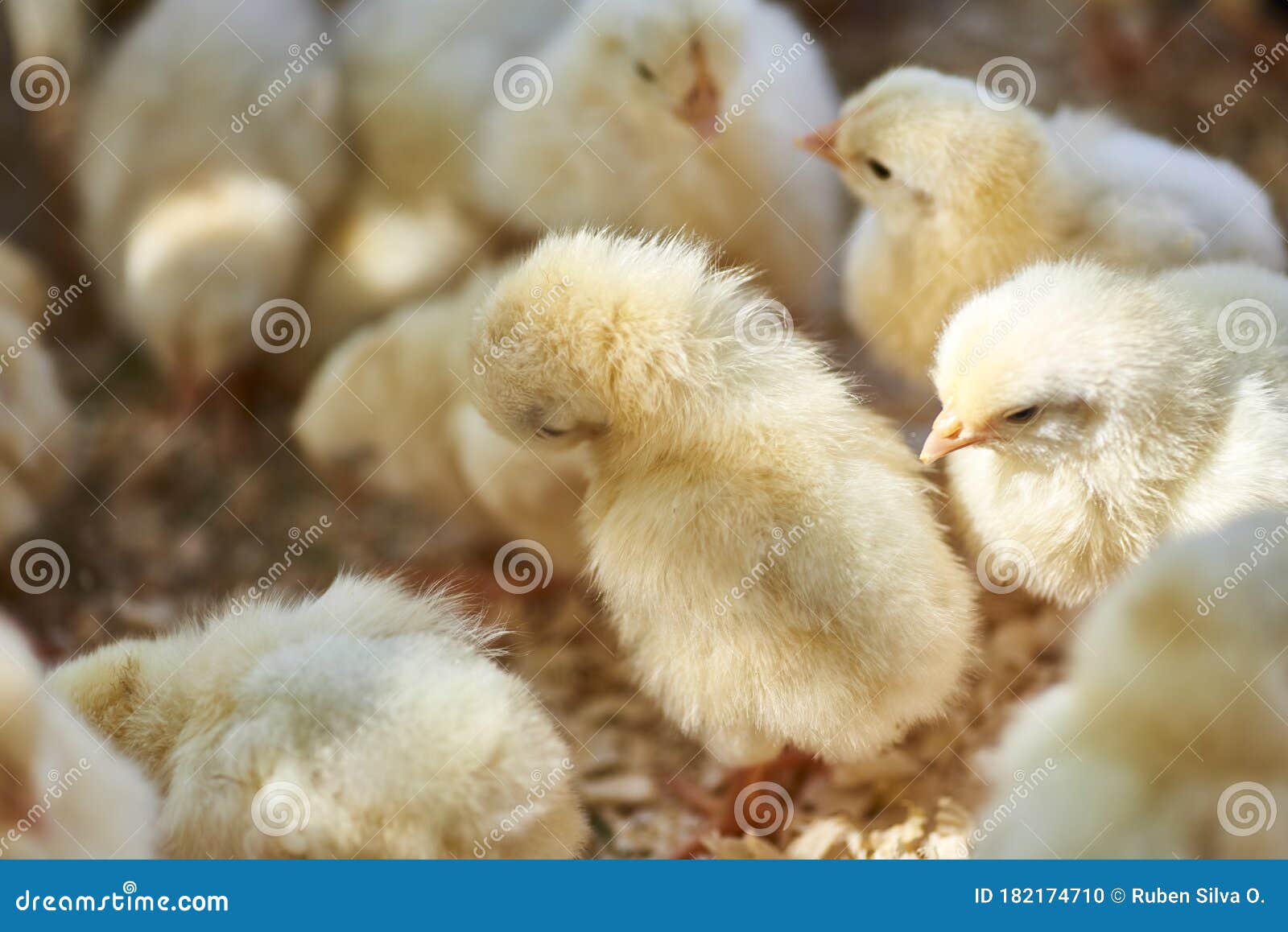 Cute Baby Chicks Together in Captivity Stock Photo - Image of daylight ...