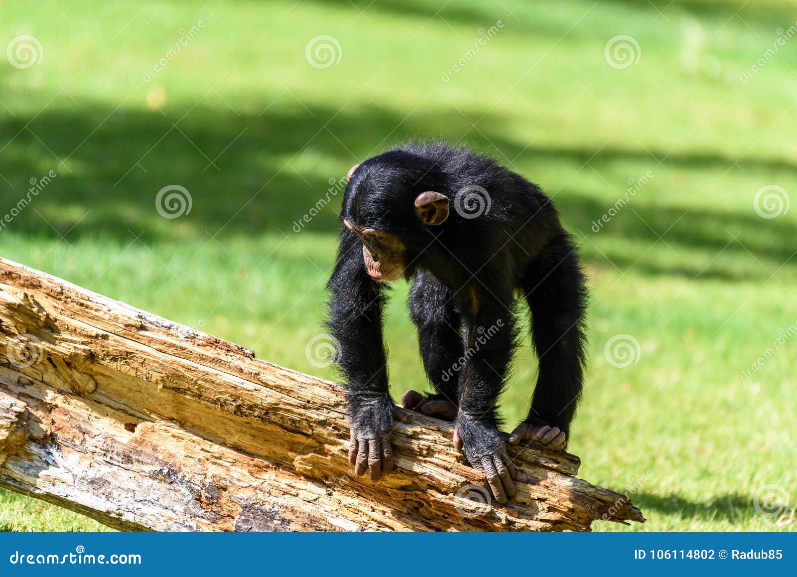 Cute Baby Chimpanzee stock photo. Image of expression - 106114802