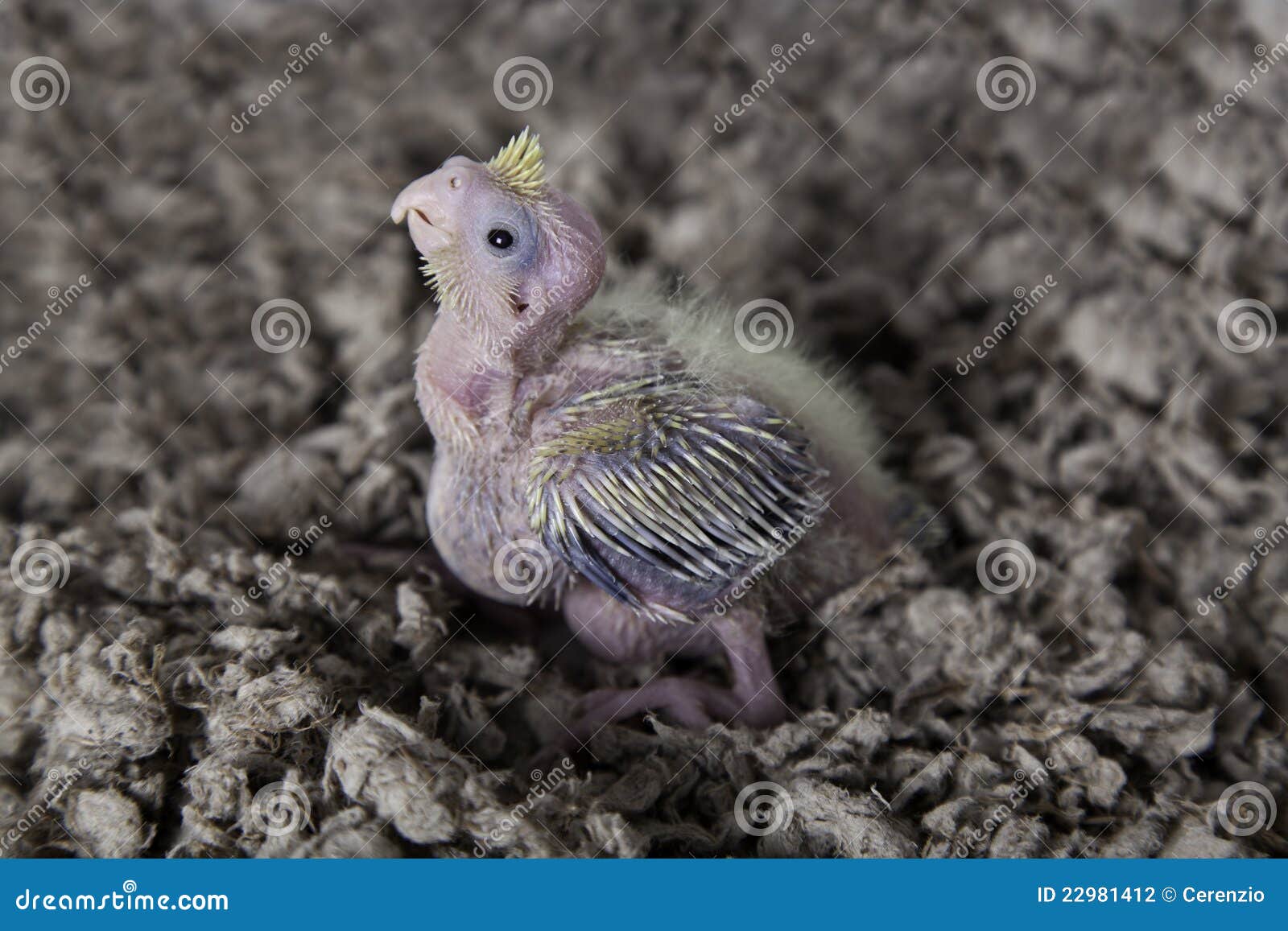 Cute baby cockatiel stock photo. Image of profile, downy - 22981412