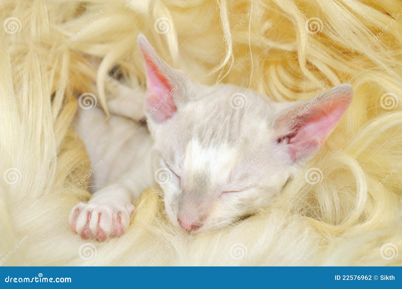 Cute Baby Cornish Rex Kitten Sleeping On Fur Picture. Image: 22576962