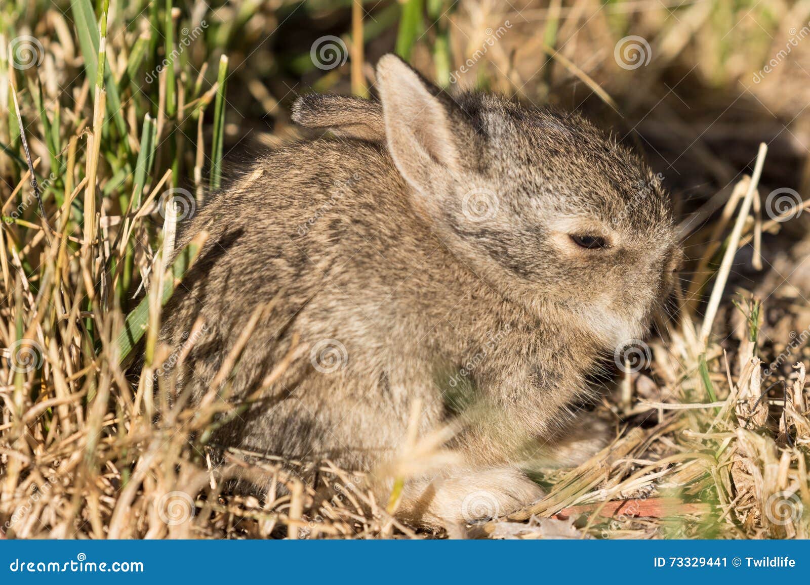 Cute Baby Cottontail stock image. Image of cute, mammal - 73329441