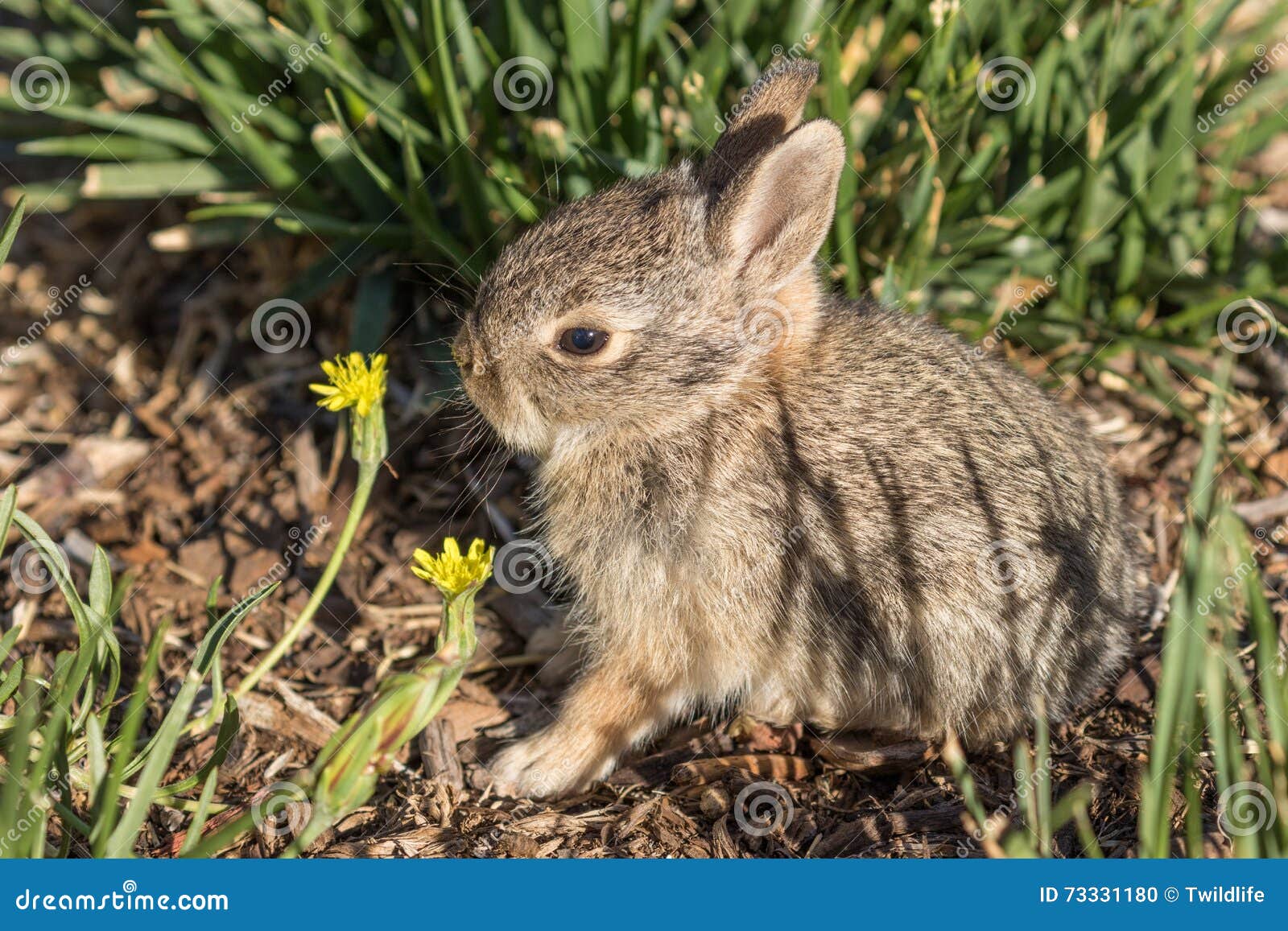 Cute Baby Cottontail Rabbit Stock Photo - Image of lagomorph, baby ...