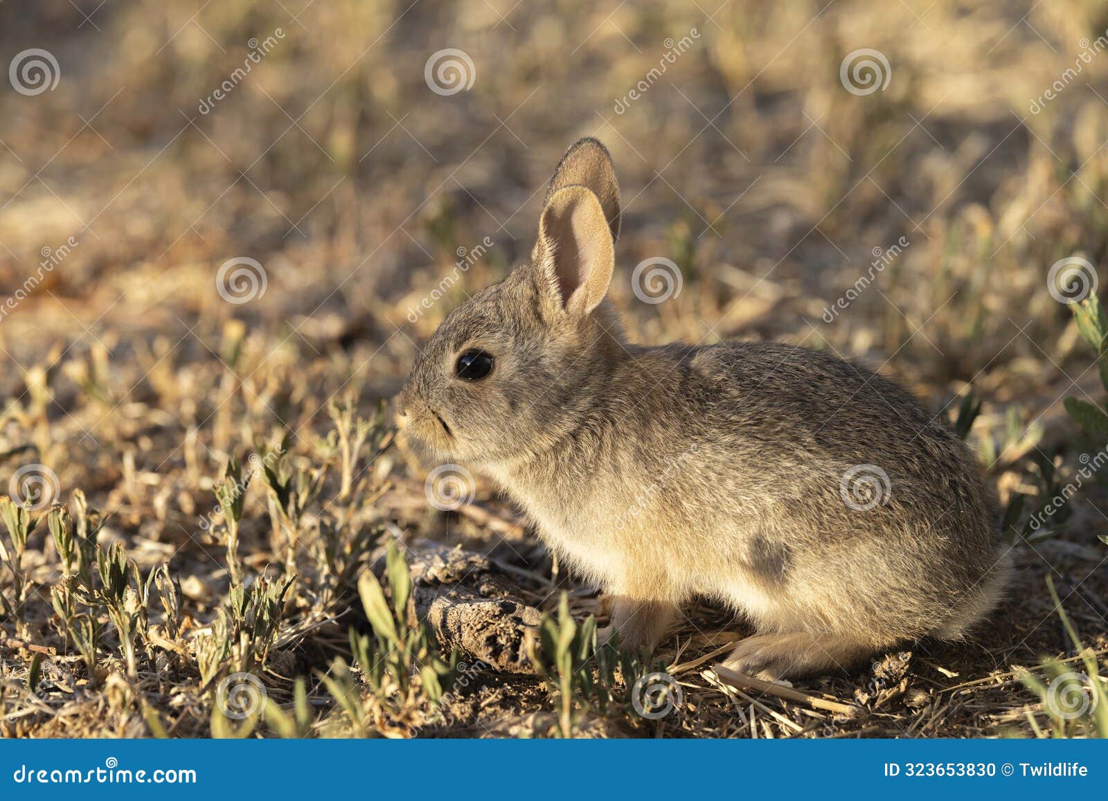 Cute Baby Cottontail Rabbit in Arizona Stock Photo - Image of young ...