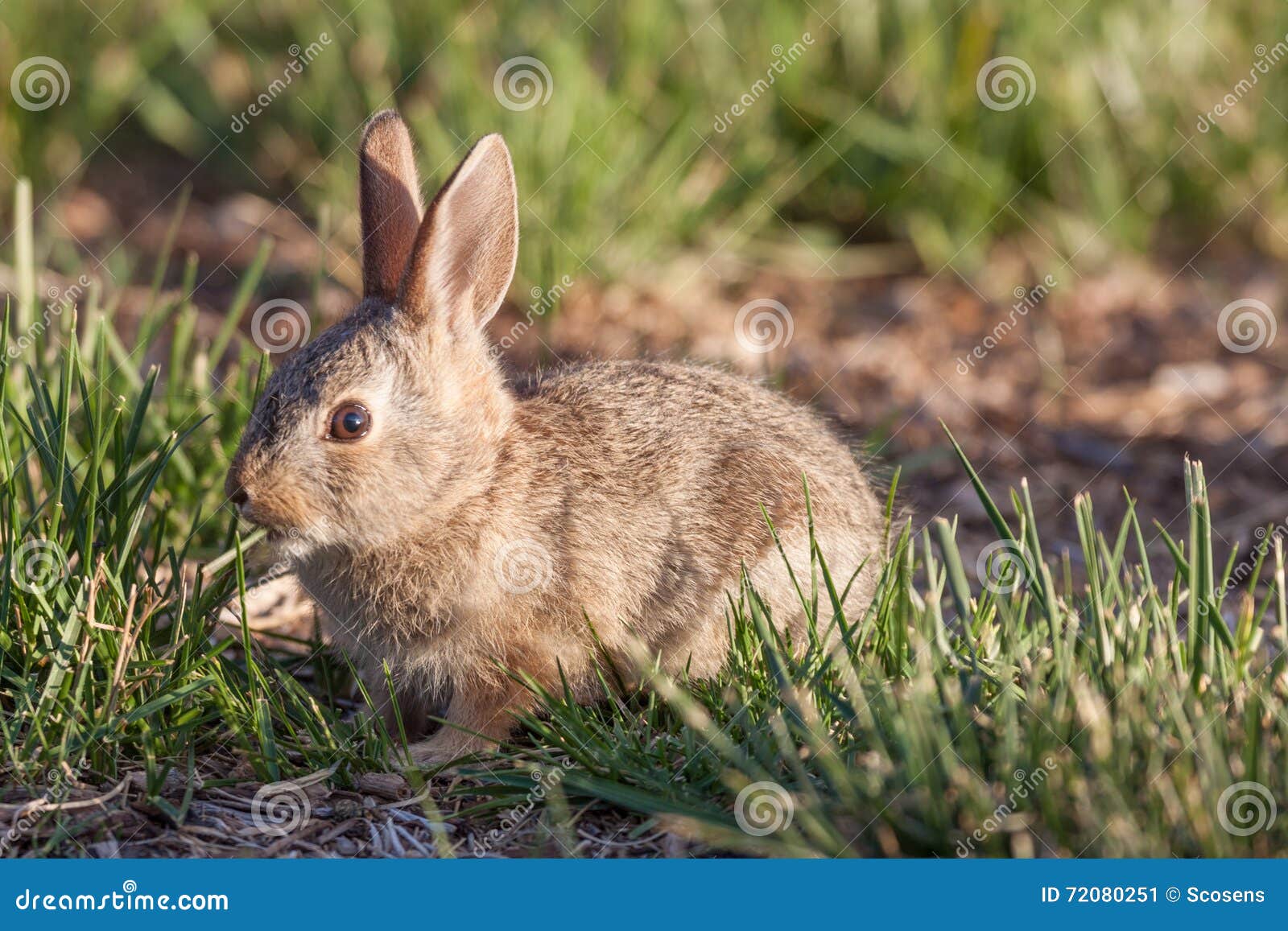 Cute Baby Cottontail Rabbit Stock Image - Image of wild, cute: 72080251