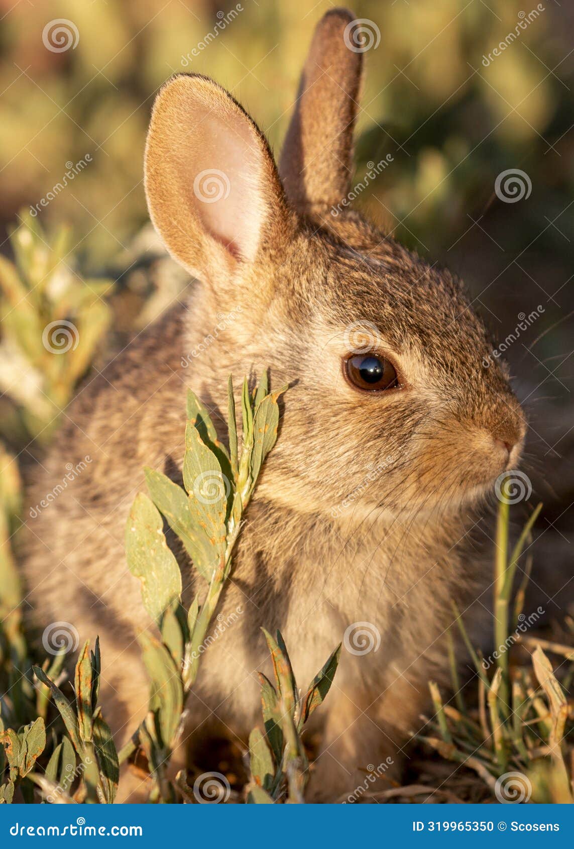 Cute Baby Cottontail Rabbit in Spring Stock Photo - Image of springtime ...