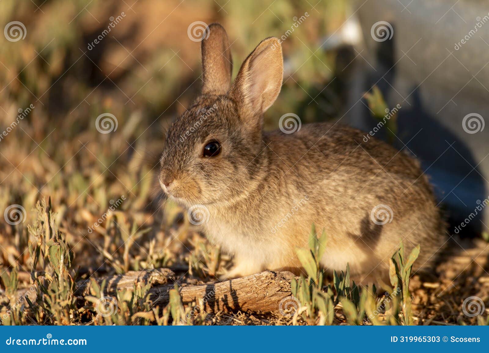 Cute Baby Cottontail Rabbit in Springtime Stock Image - Image of rabbit ...