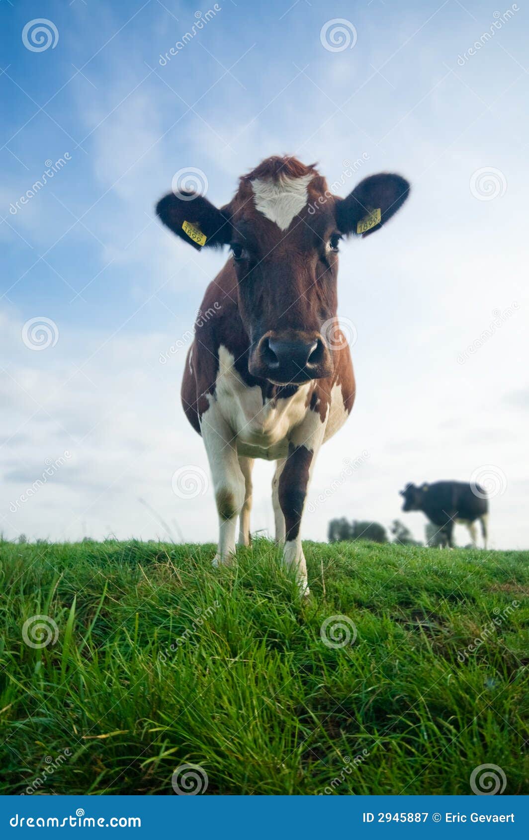 Cute baby cow stock image. Image of blue, grazing, dairy - 2945887