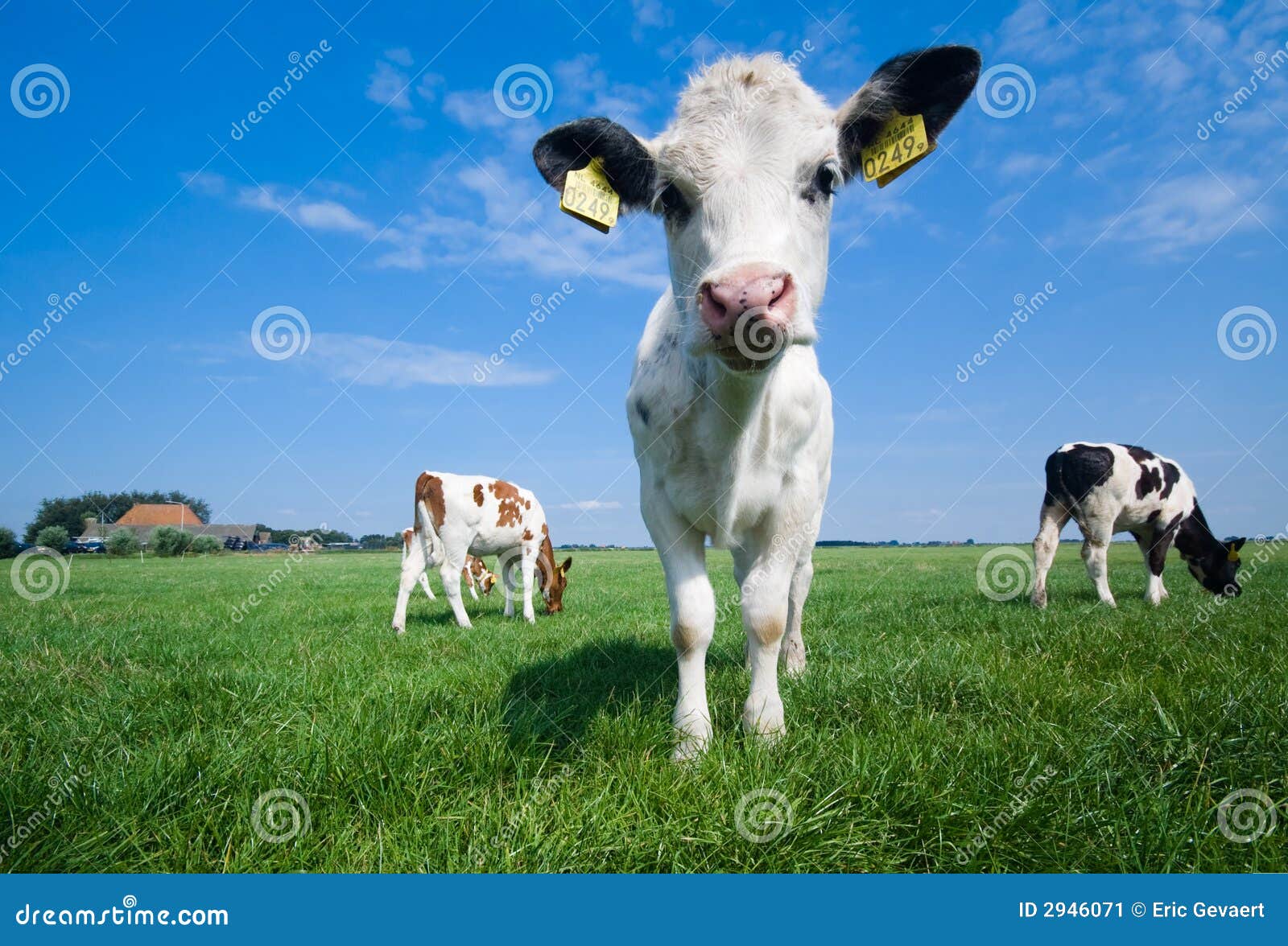 Cute baby cow stock image. Image of graze, green, dung - 2946071